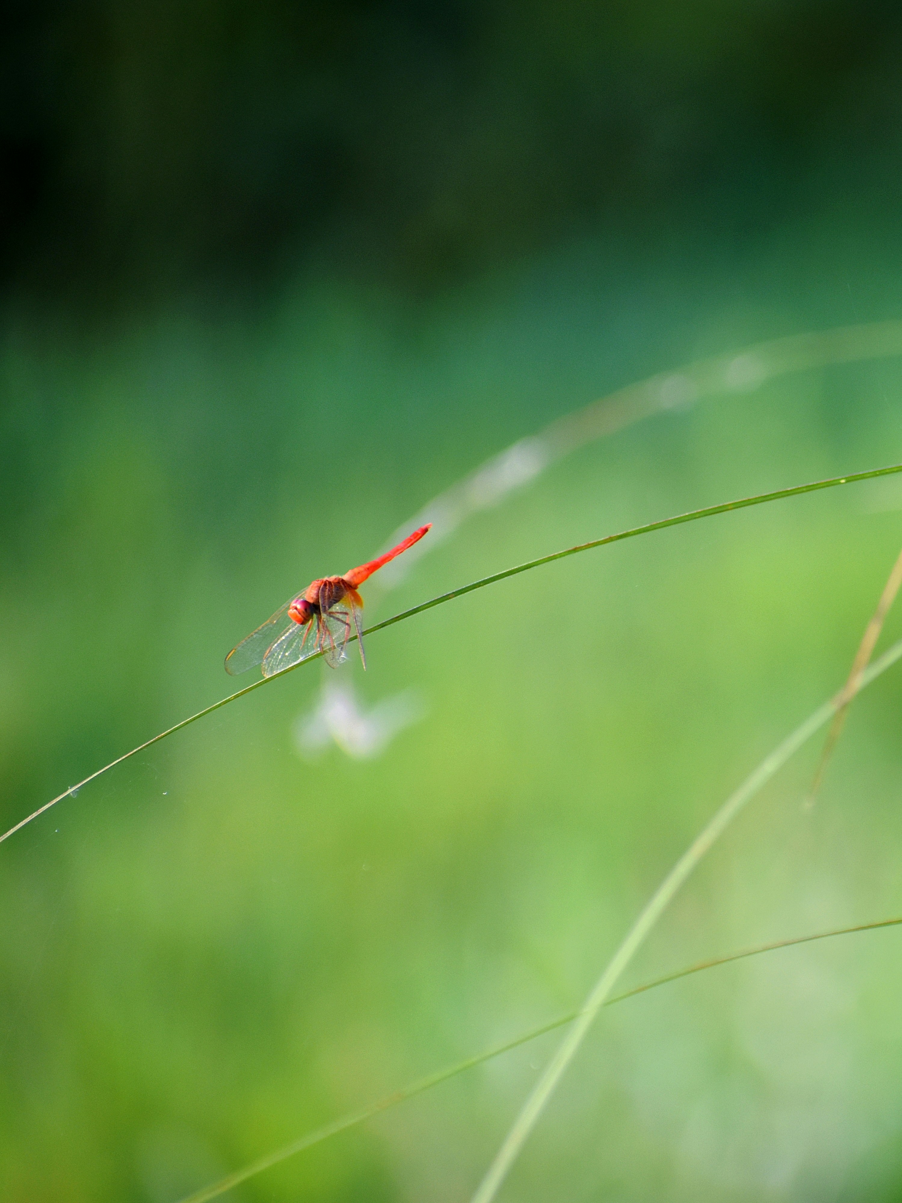 Red Dragonfly on a Slender Blade Against a Verdant Blur