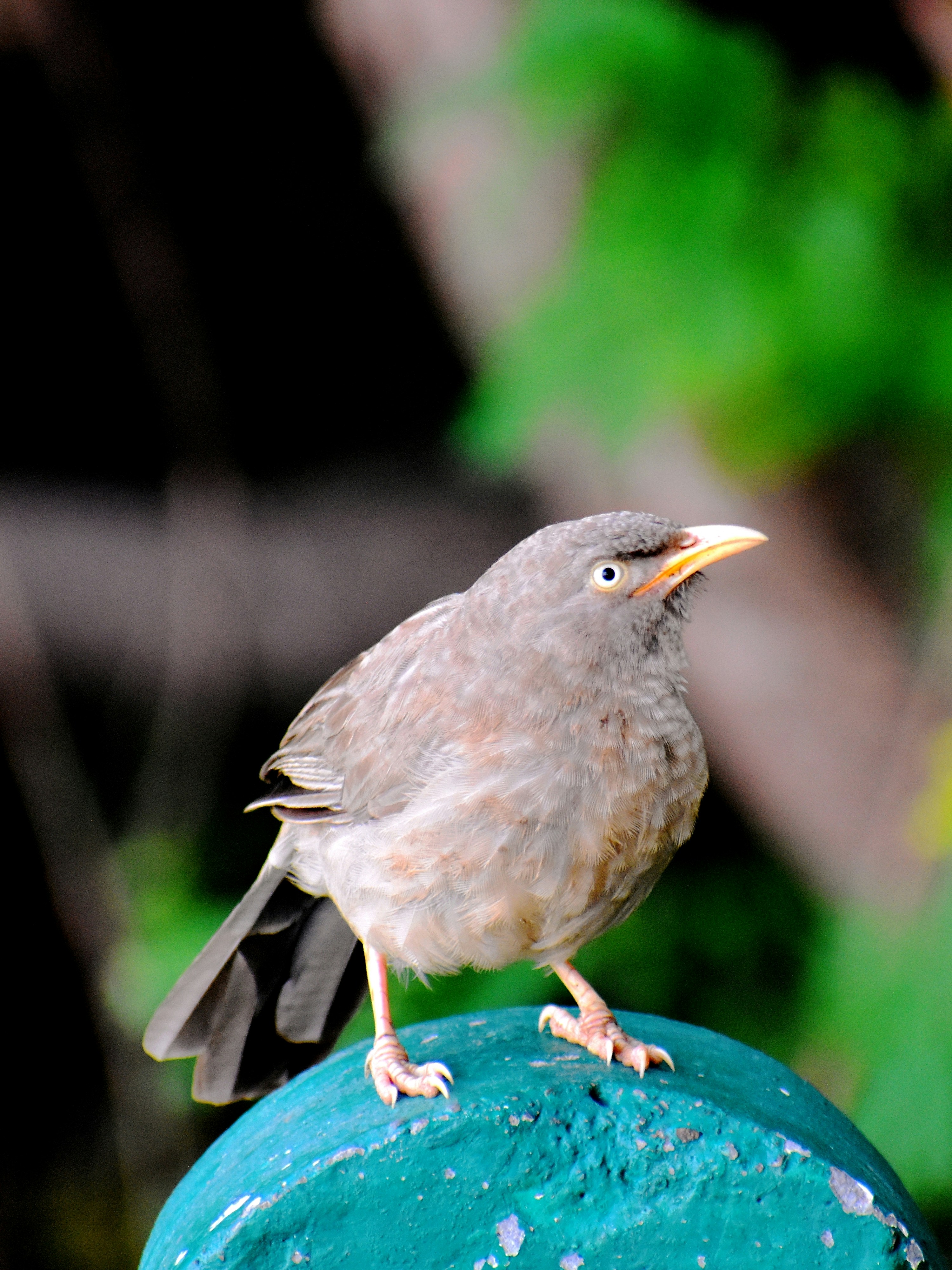 Grey Bird on a Teal Post: A Moment of Attention