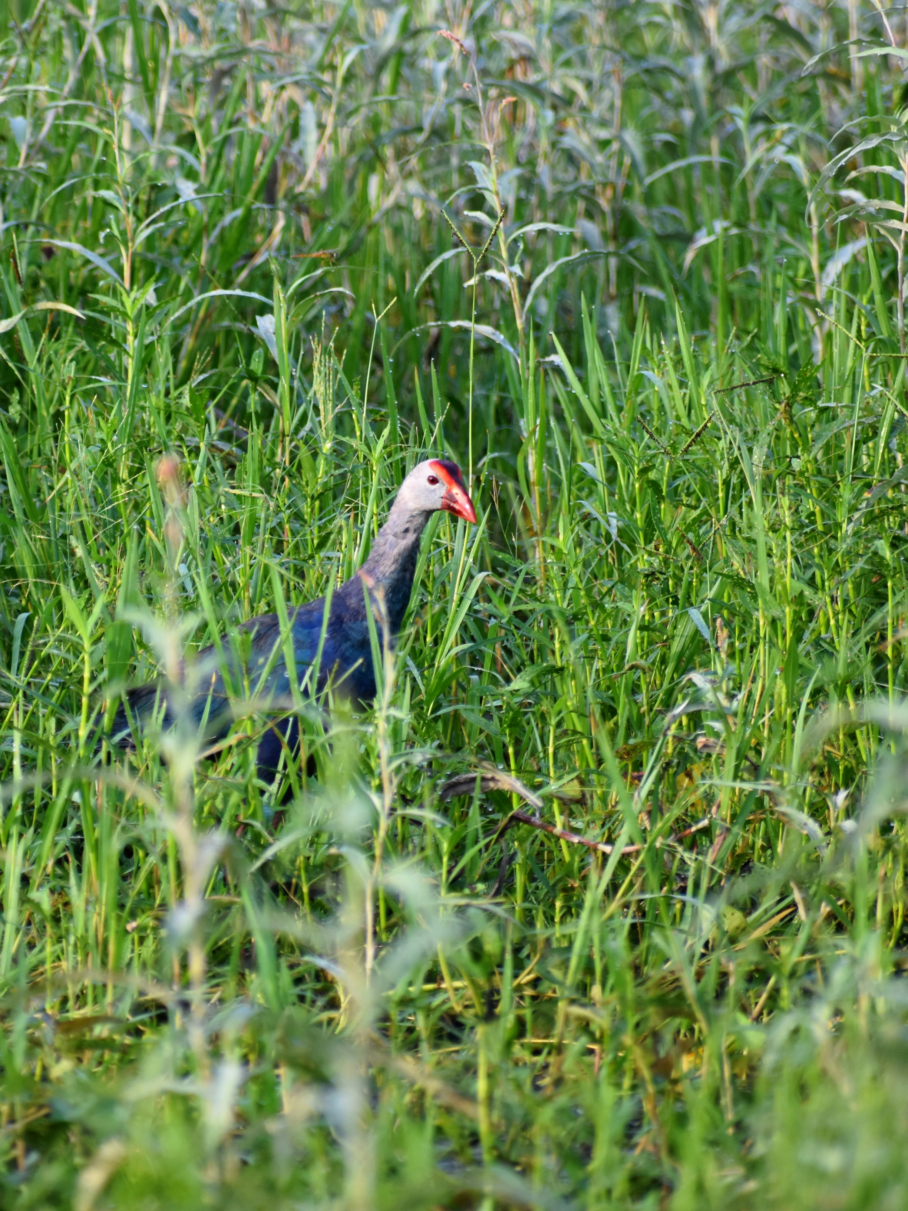 Red-wattled Gallinule Hidden in the Grasses