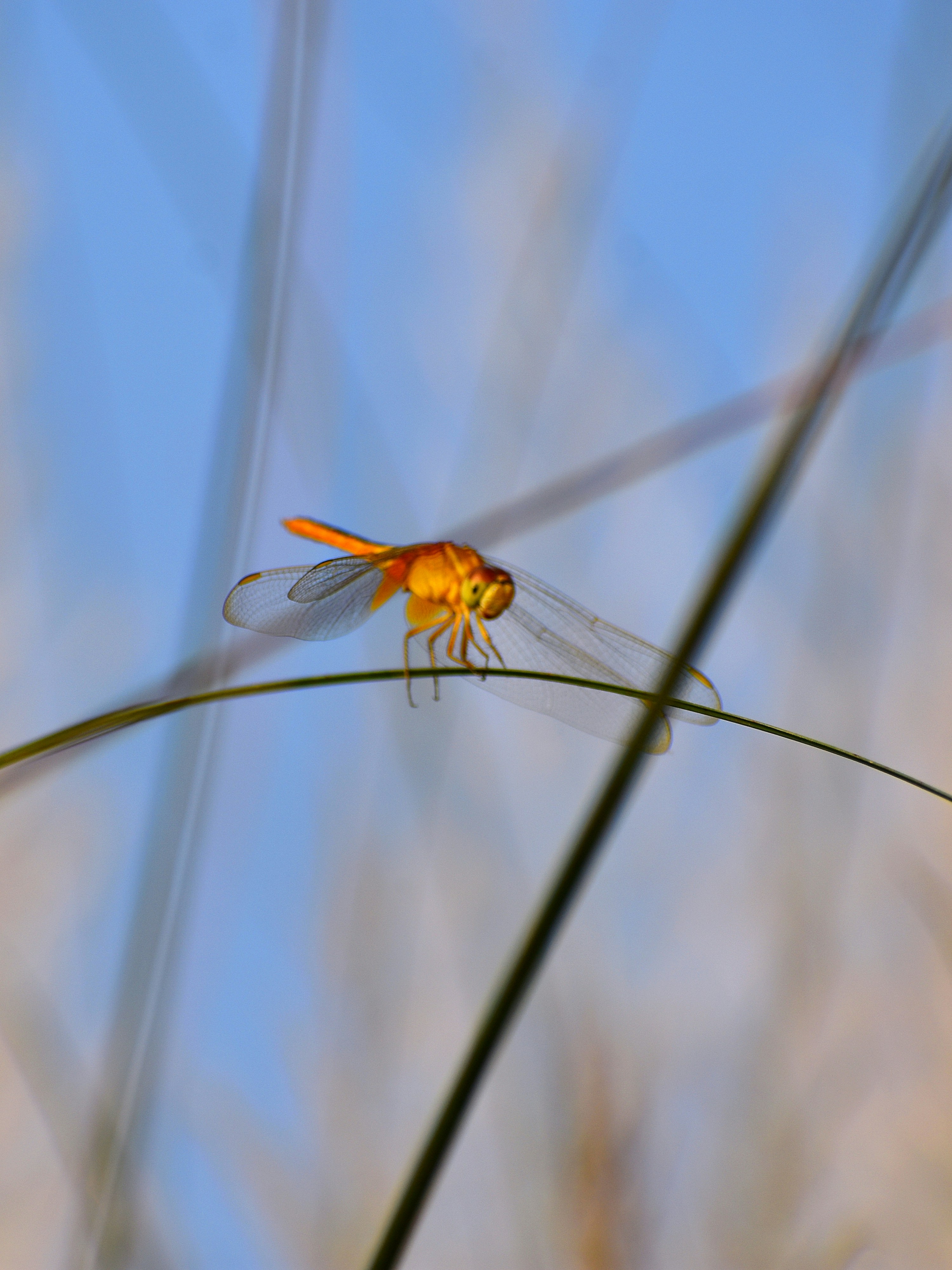Amber Dragonfly on a Curve: a delicate moment among grass blades