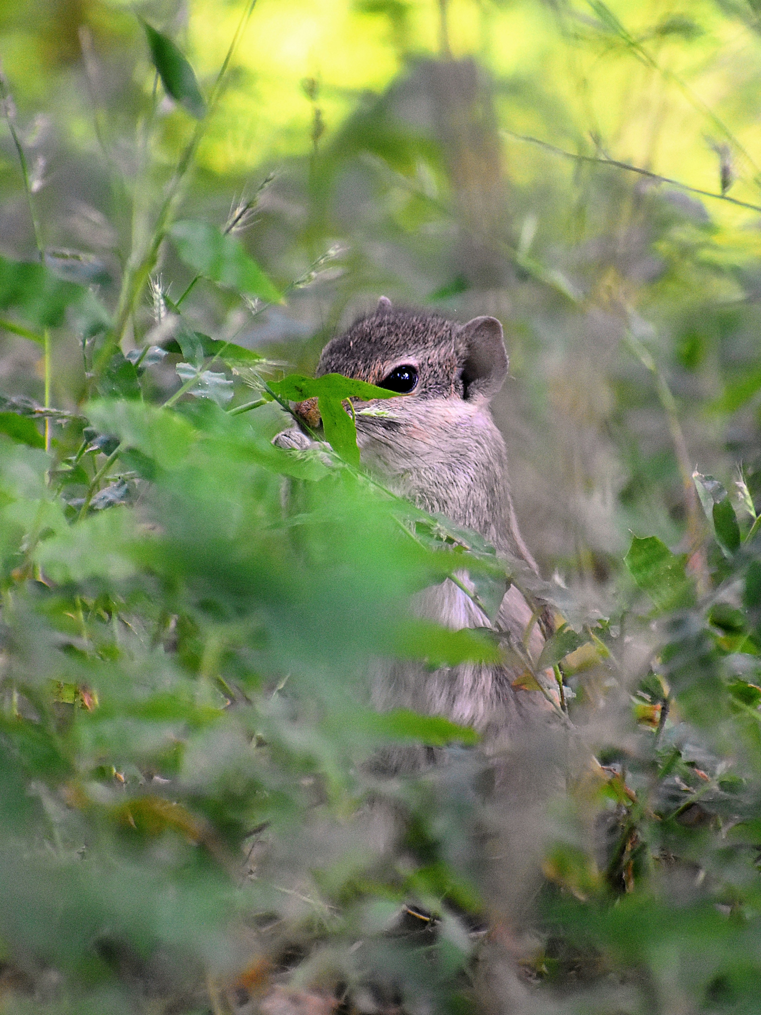 Hidden Visitor: A Chipmunk Peers Through Green Veil