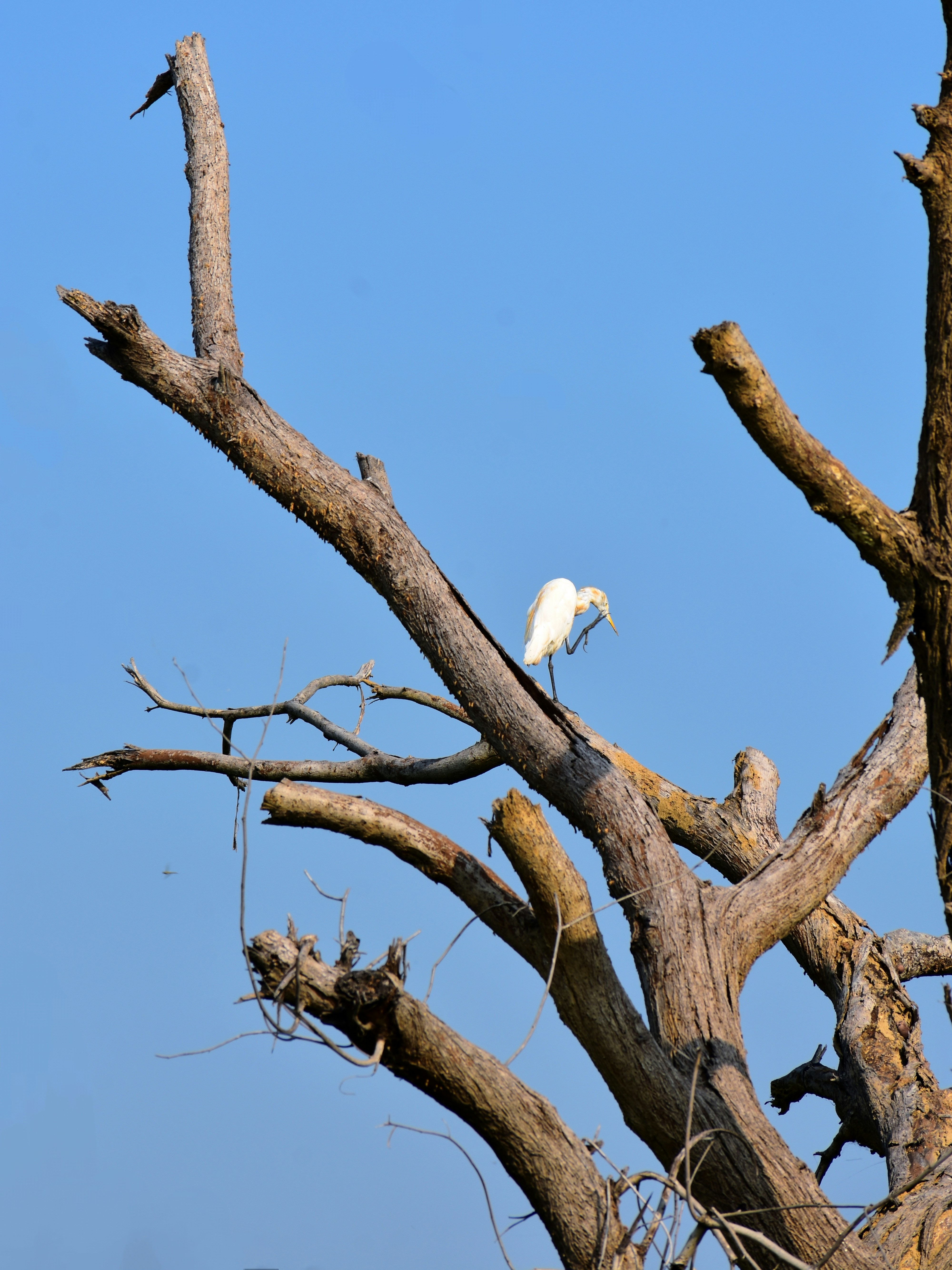 White Heron Amidst Gnarled Branches Against a Clear Noon Sky