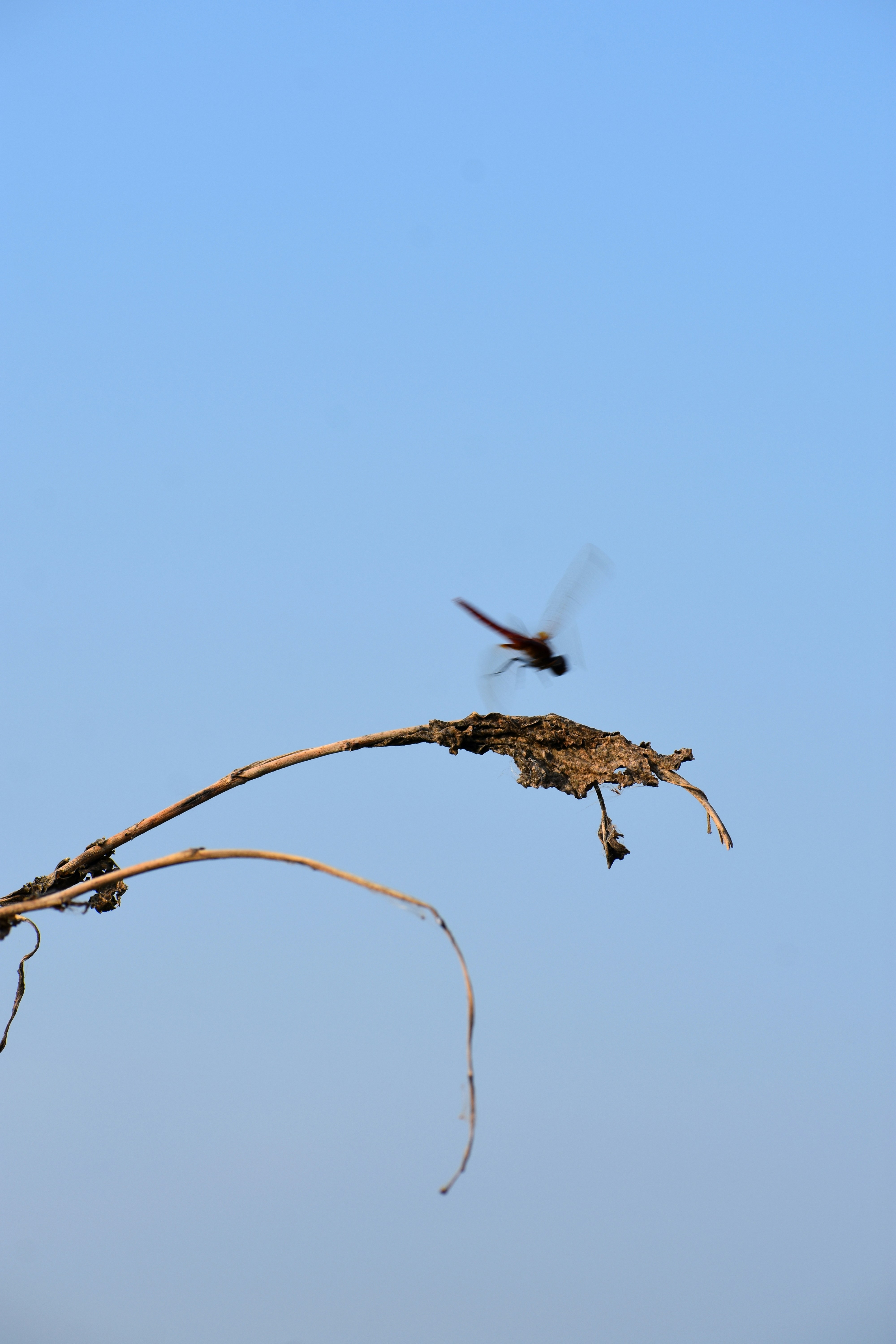 Dragonfly in Flight Above a Dried Branch