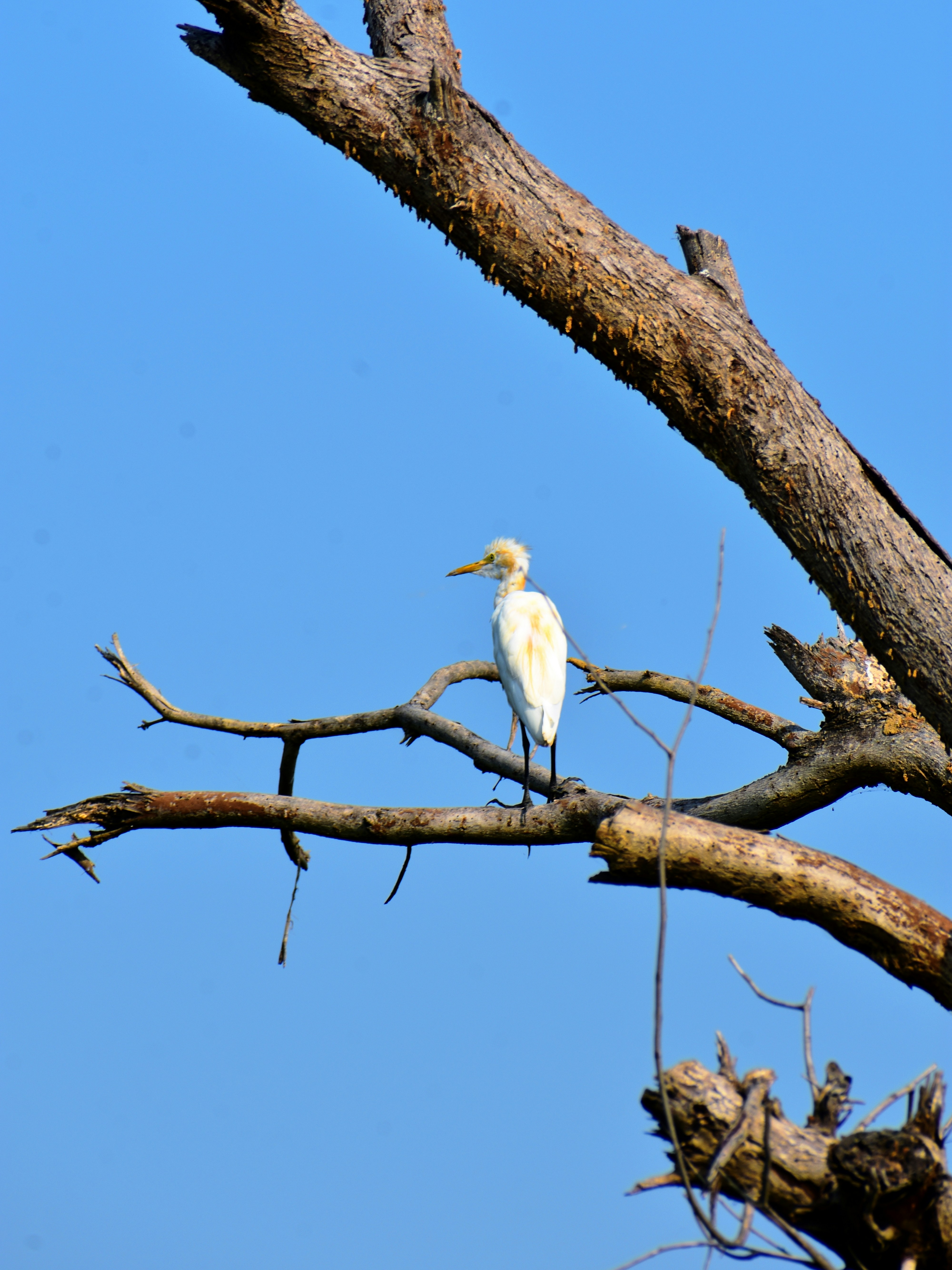 Azure Sky Watch: A Lone Heron on a Sunlit Branch