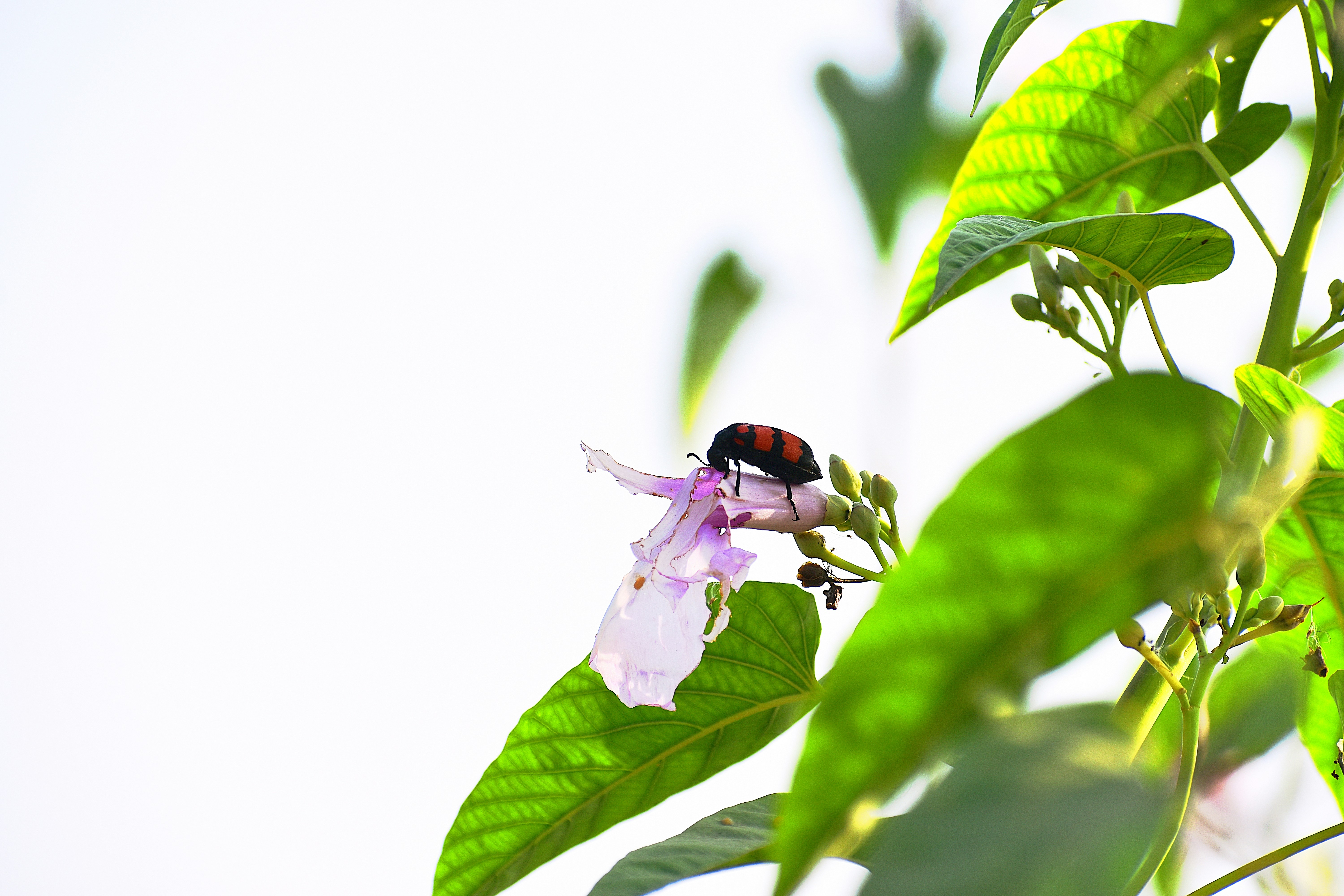 Red-Backed Beetle on a Lavender Bloom: A Quiet Moment in Sunlit Foliage