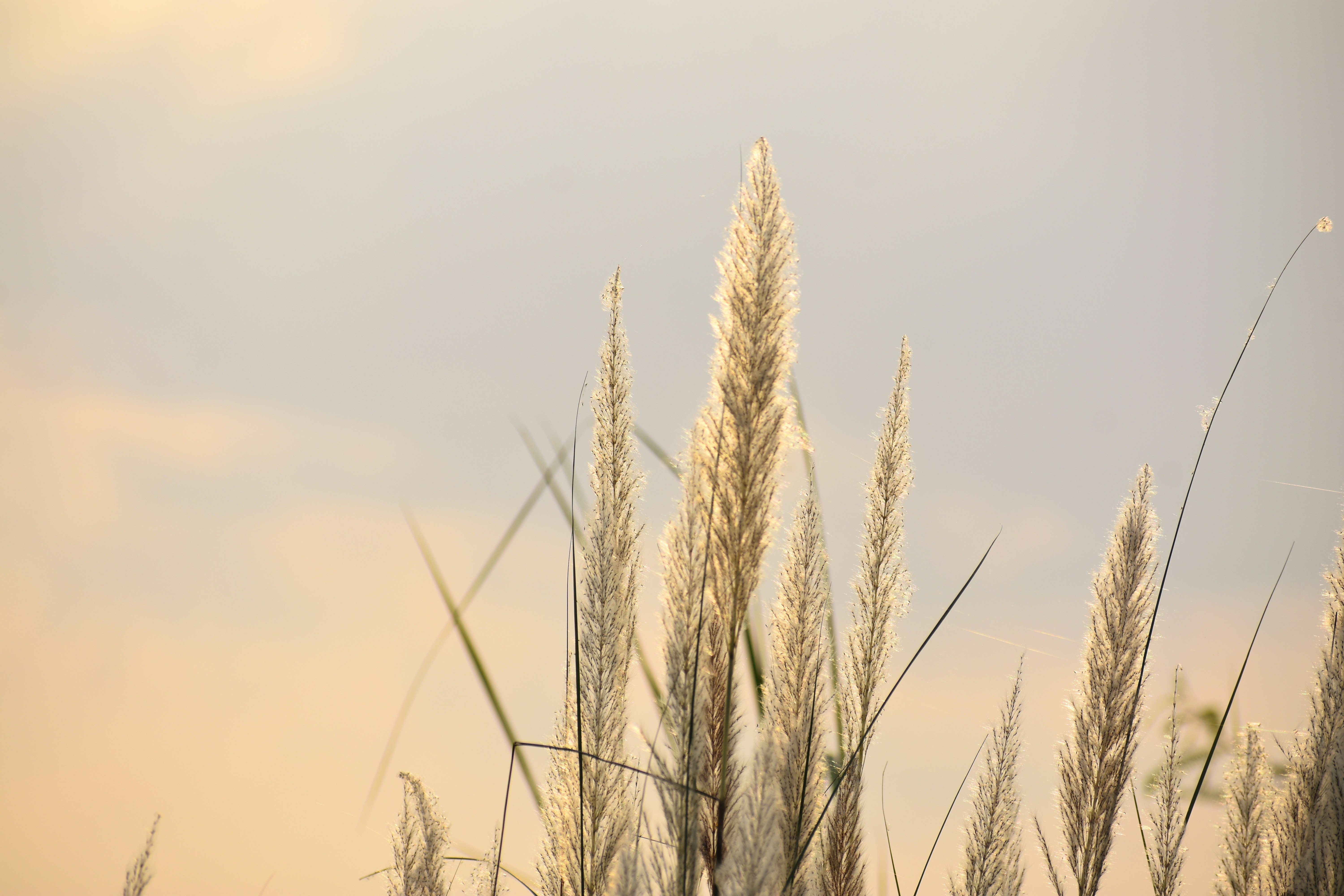 Golden Pleats at Dusk: Echoes of Field