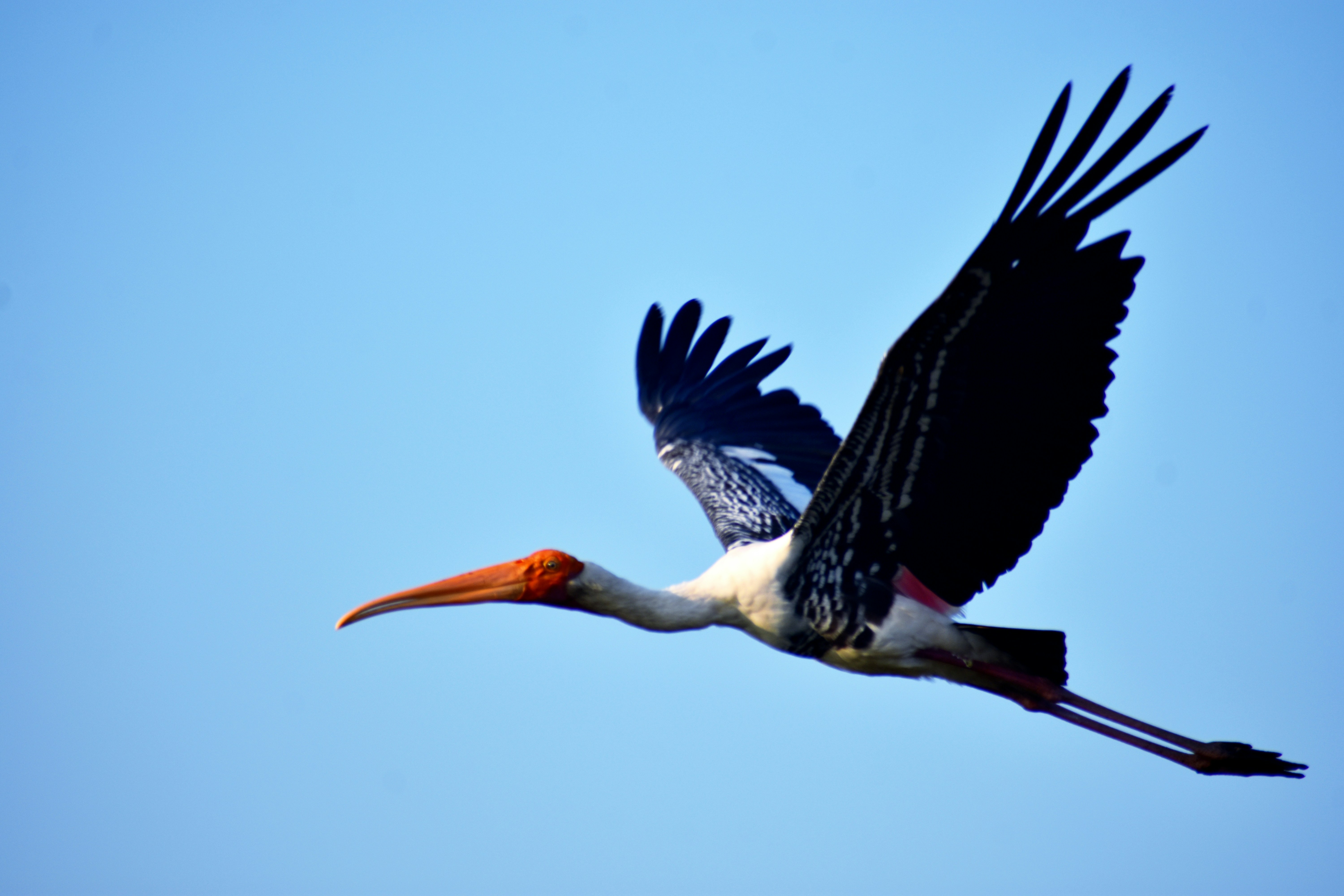 Flight Over Blue: An African Stork in Sharp Focus