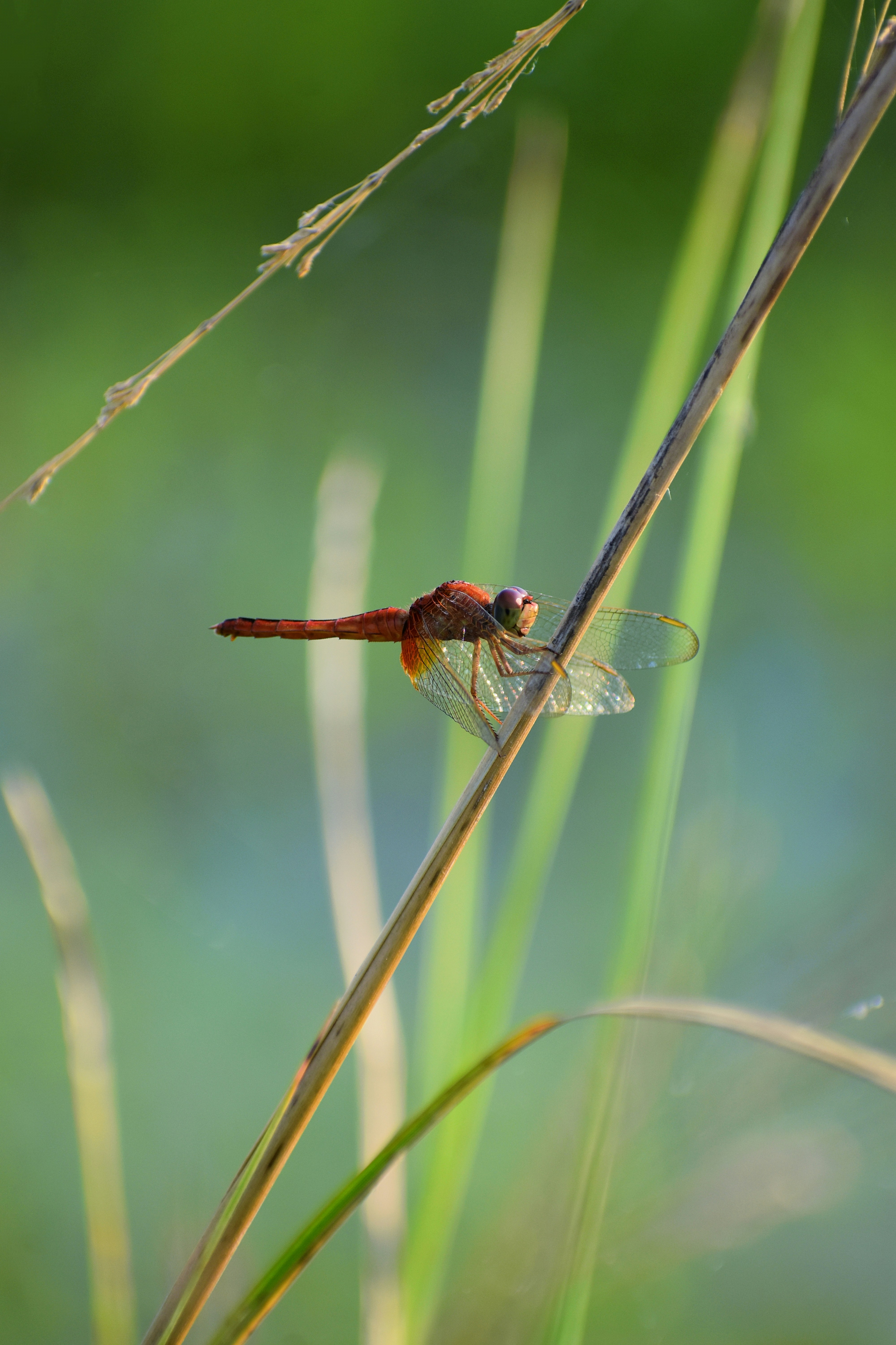 Red-Body Dragonfly Clinging to a Slender Grass Stem
