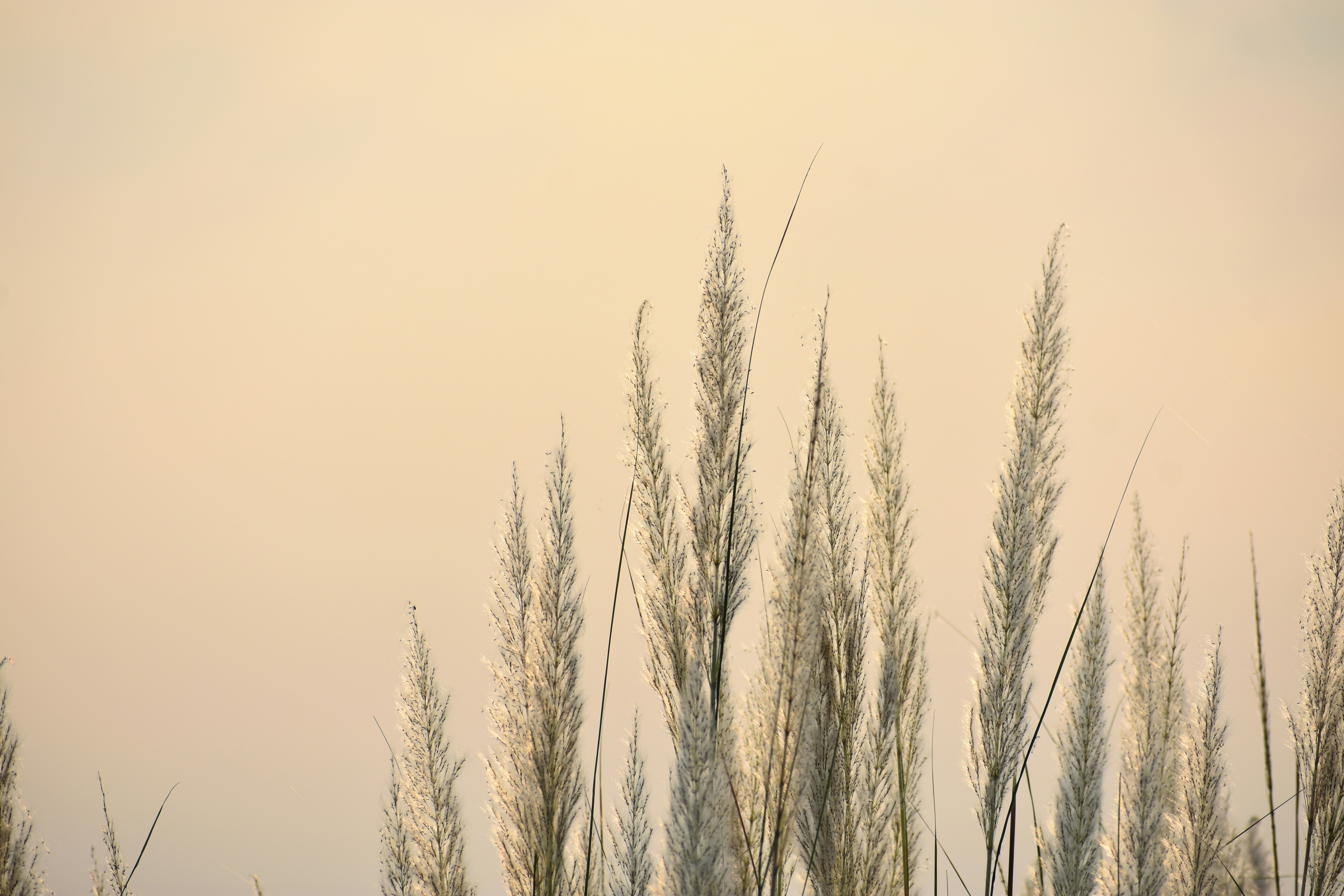 Sunlit Cathedrals: Tall Grasses Against a Diffuse Sky