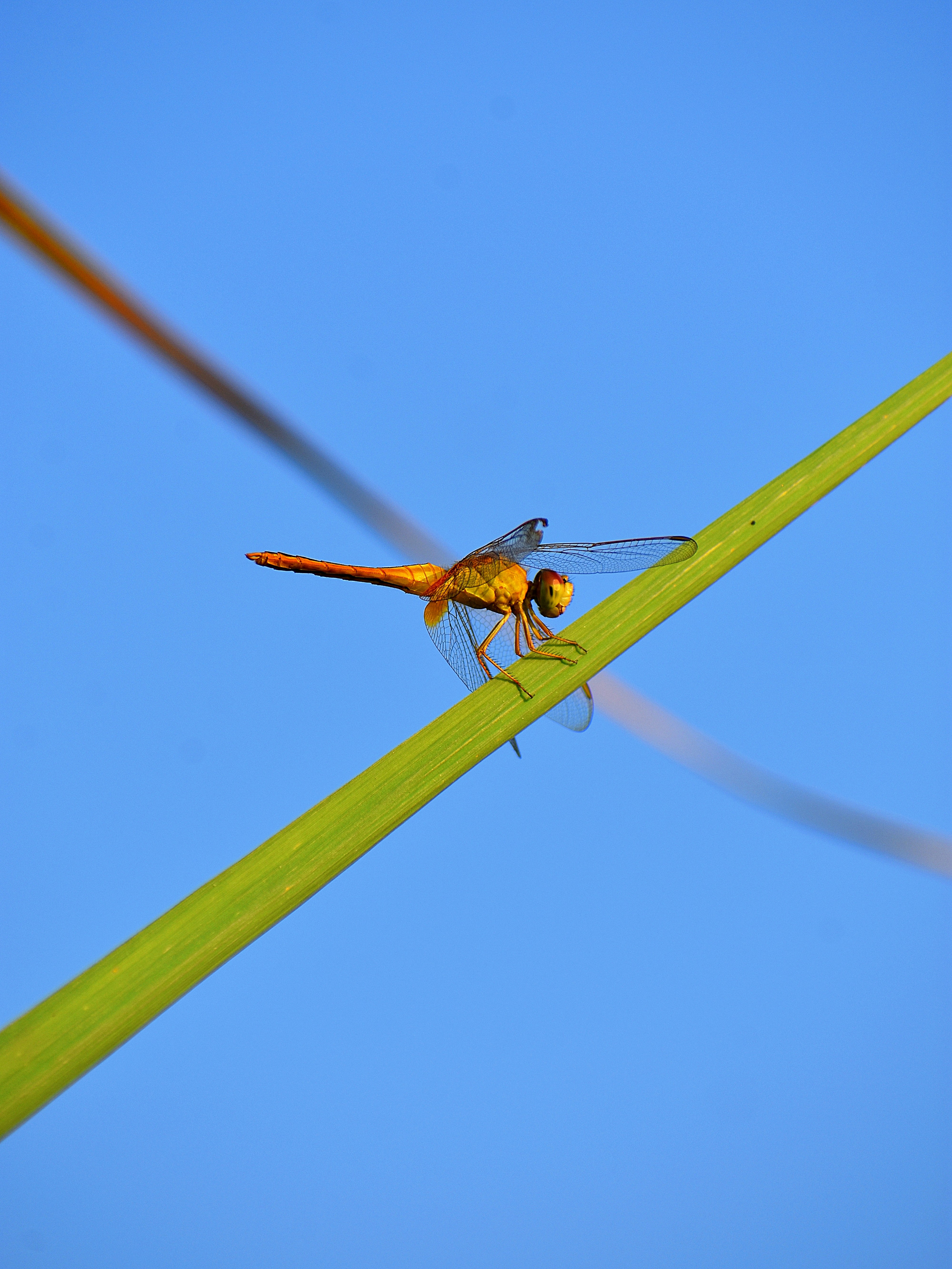 Golden Dragonfly on a Diagonal Reed Under a Clear Sky