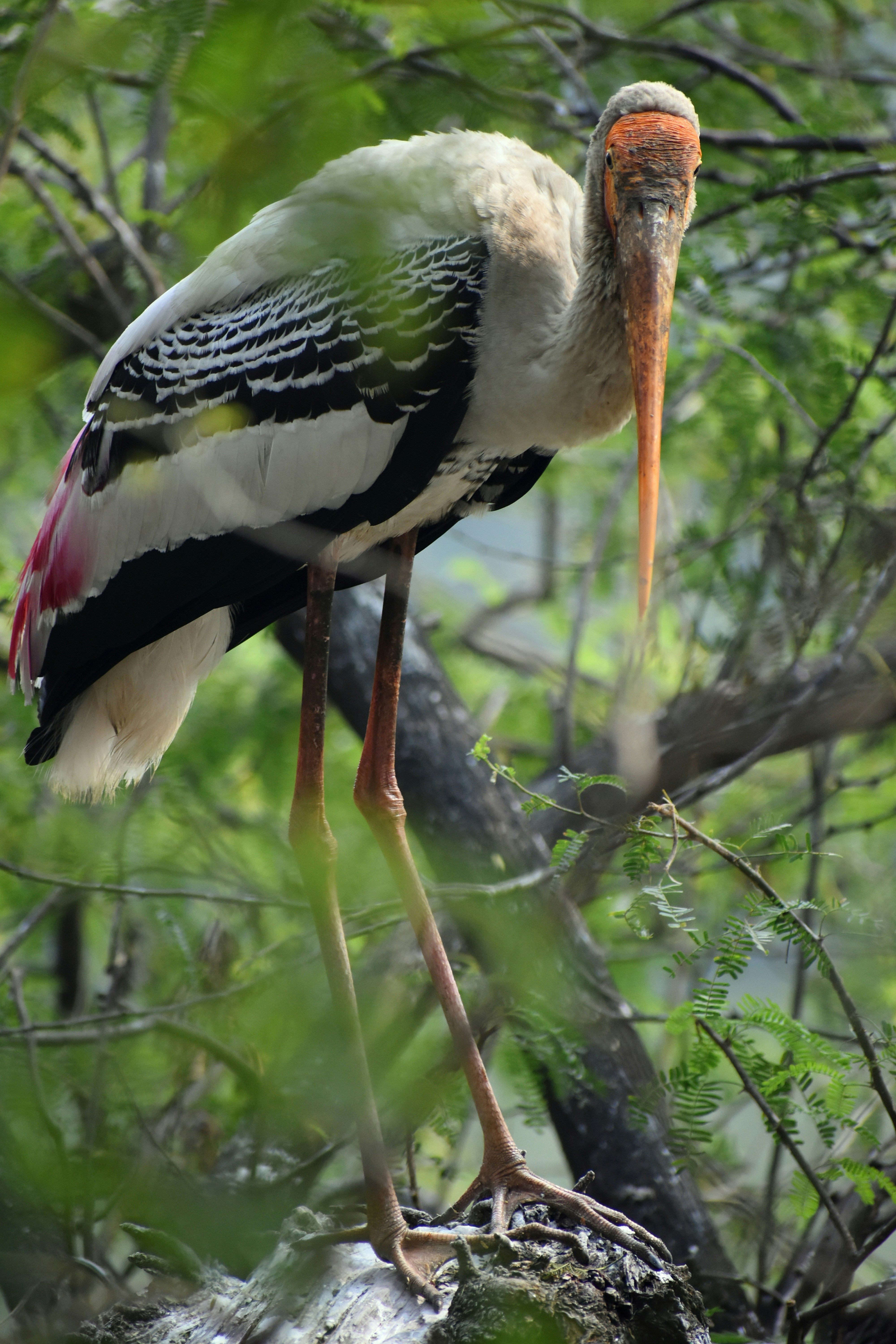 Azure-streaked Stork in a Verdant Glade