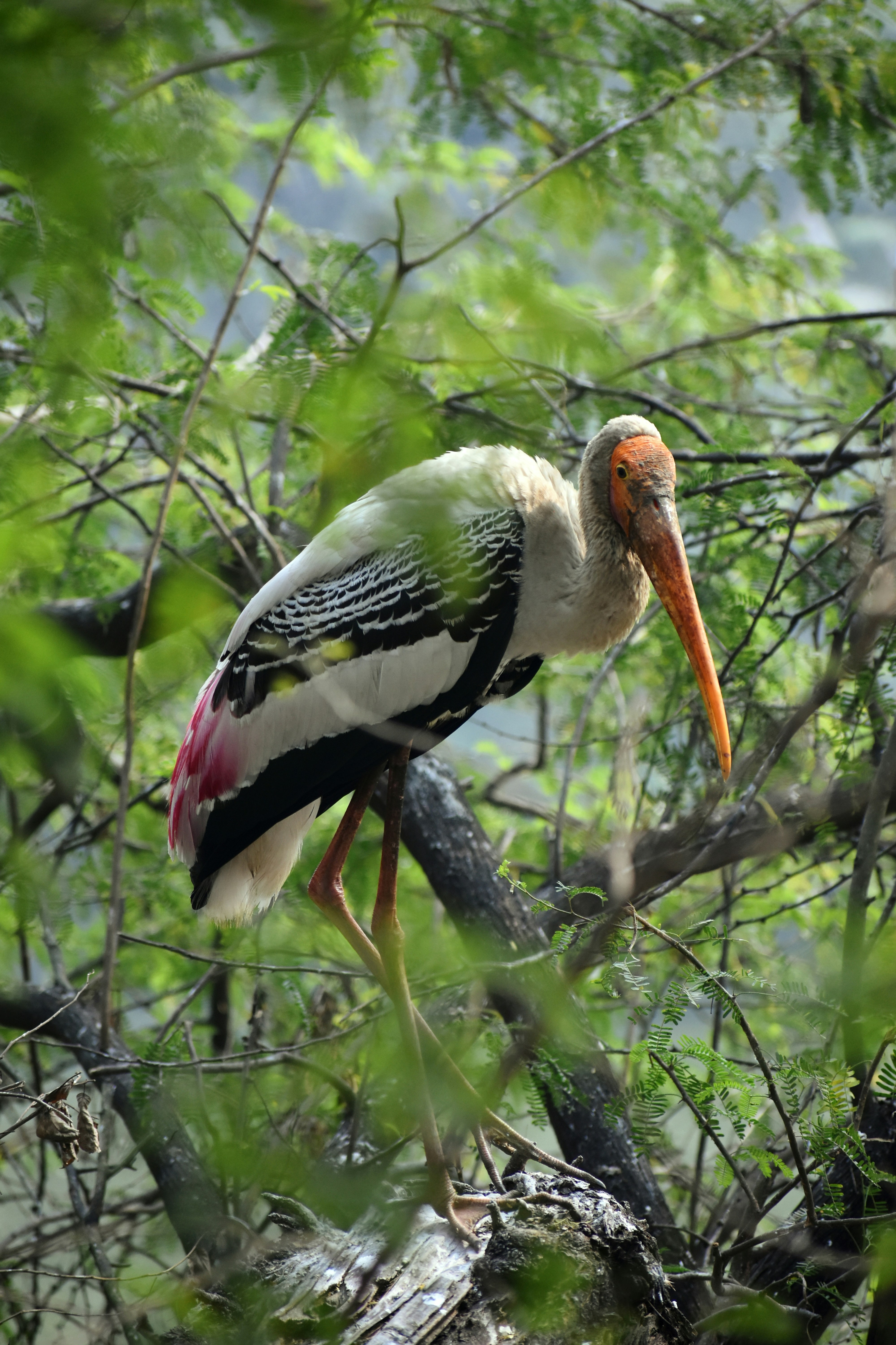 Heron in a Green Canopy: A Quiet Perch Amid Branches