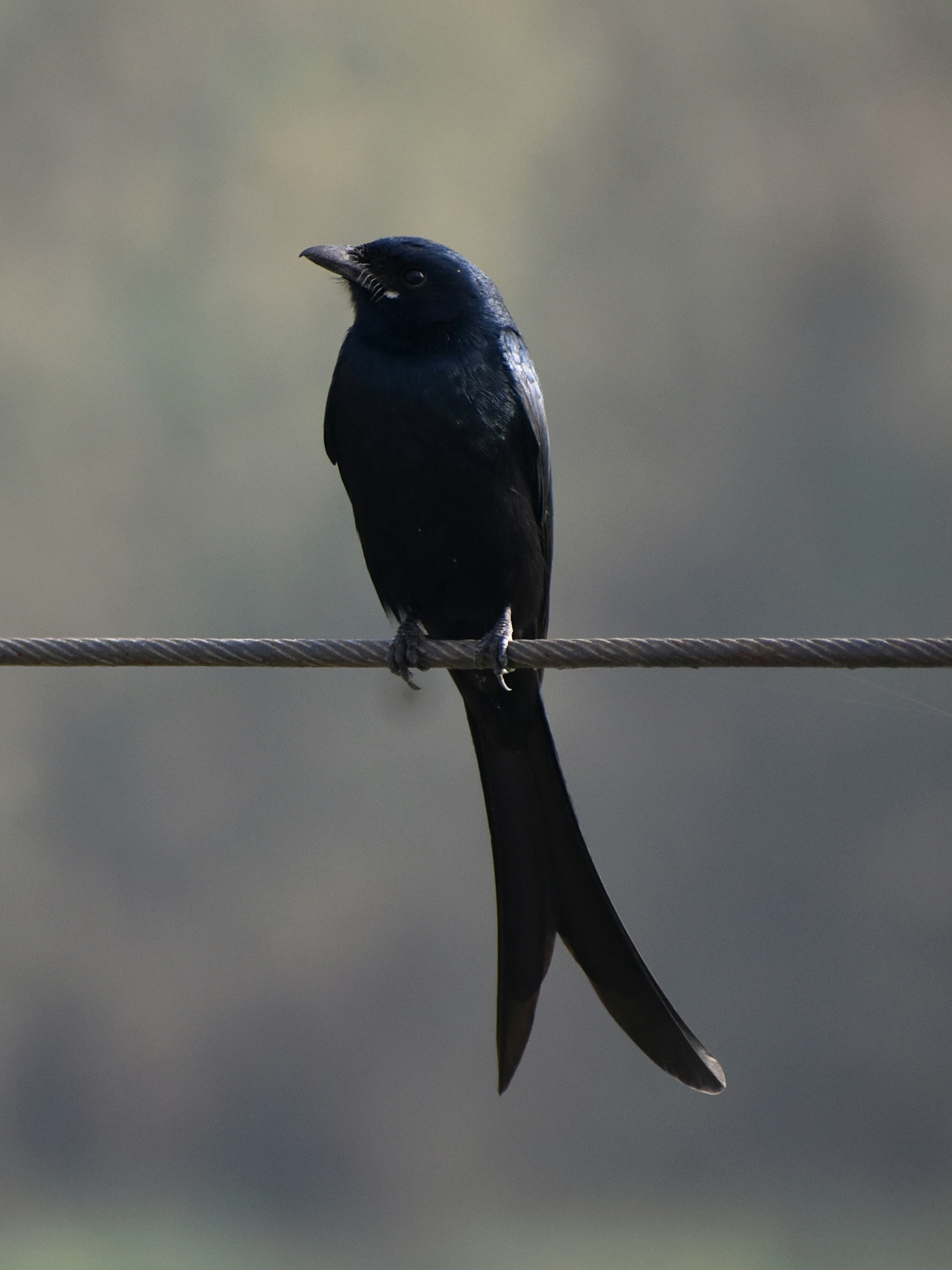 Midair Sentinel: A Sleek Blackbird Perched on a Cable