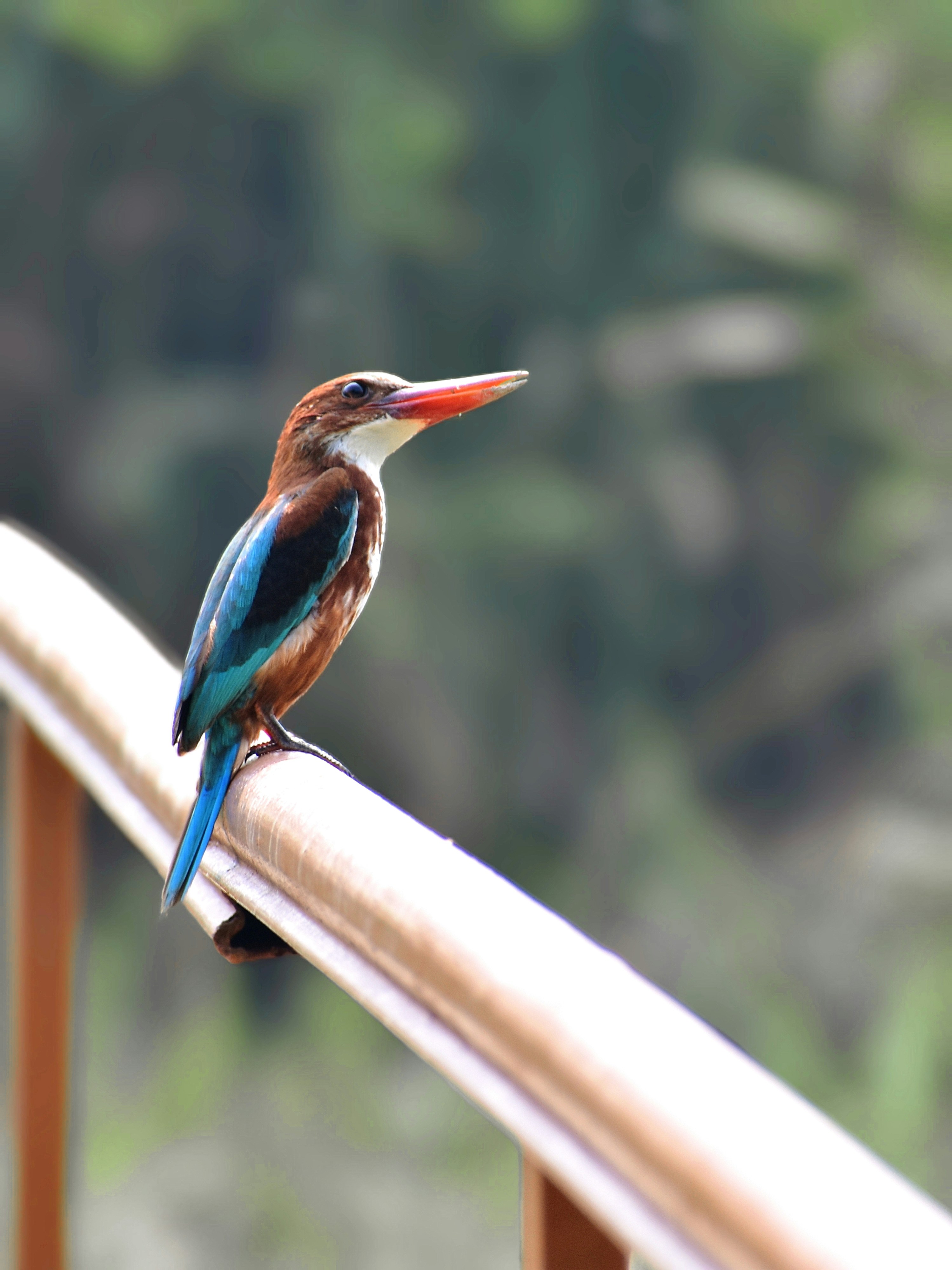 Kingfisher on a Rusty Rail: Color and Calm on a Morning Span