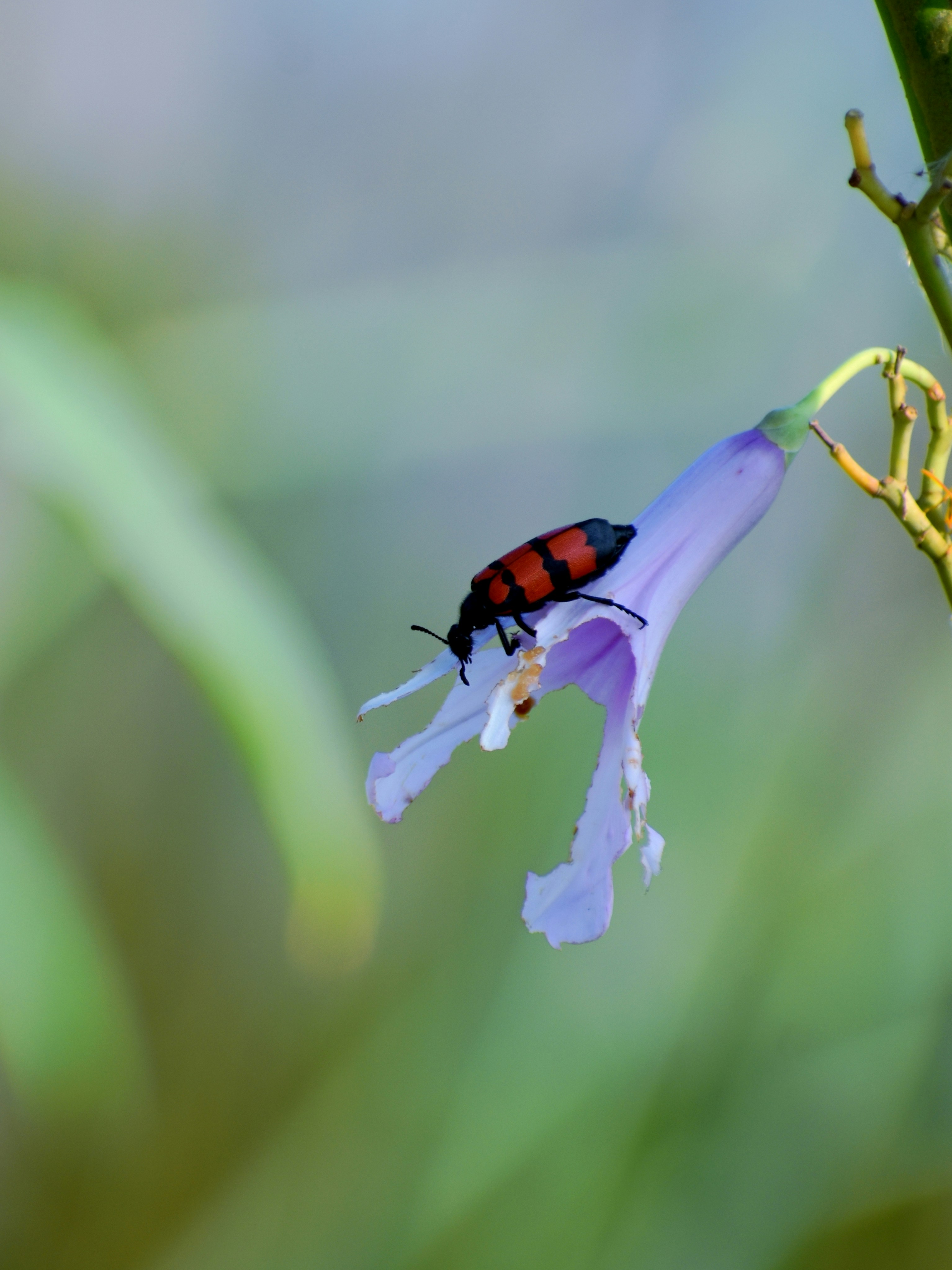 Red-Black Beetle on Lavender Bloom: a Quiet Macro Moment