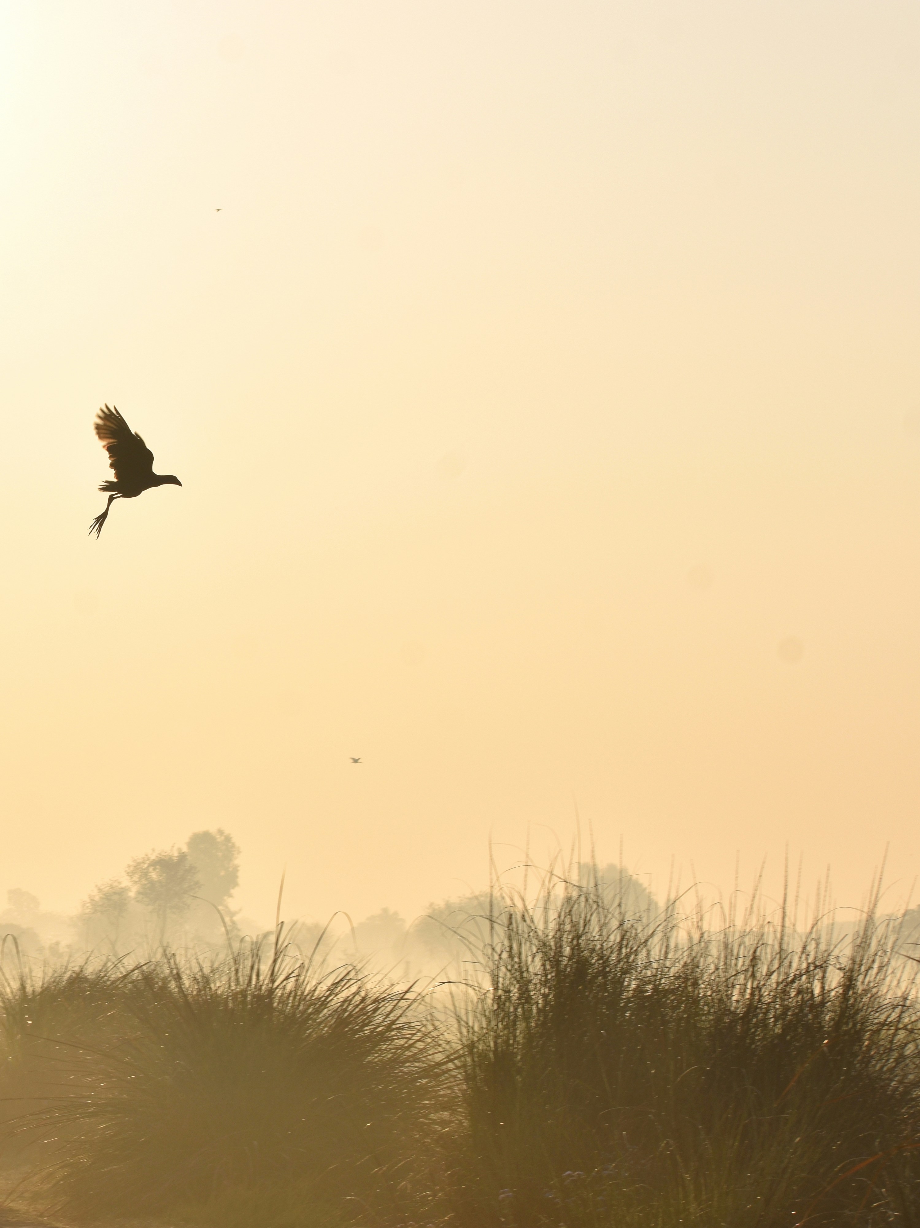 Dawn Flight Over Reed Flats