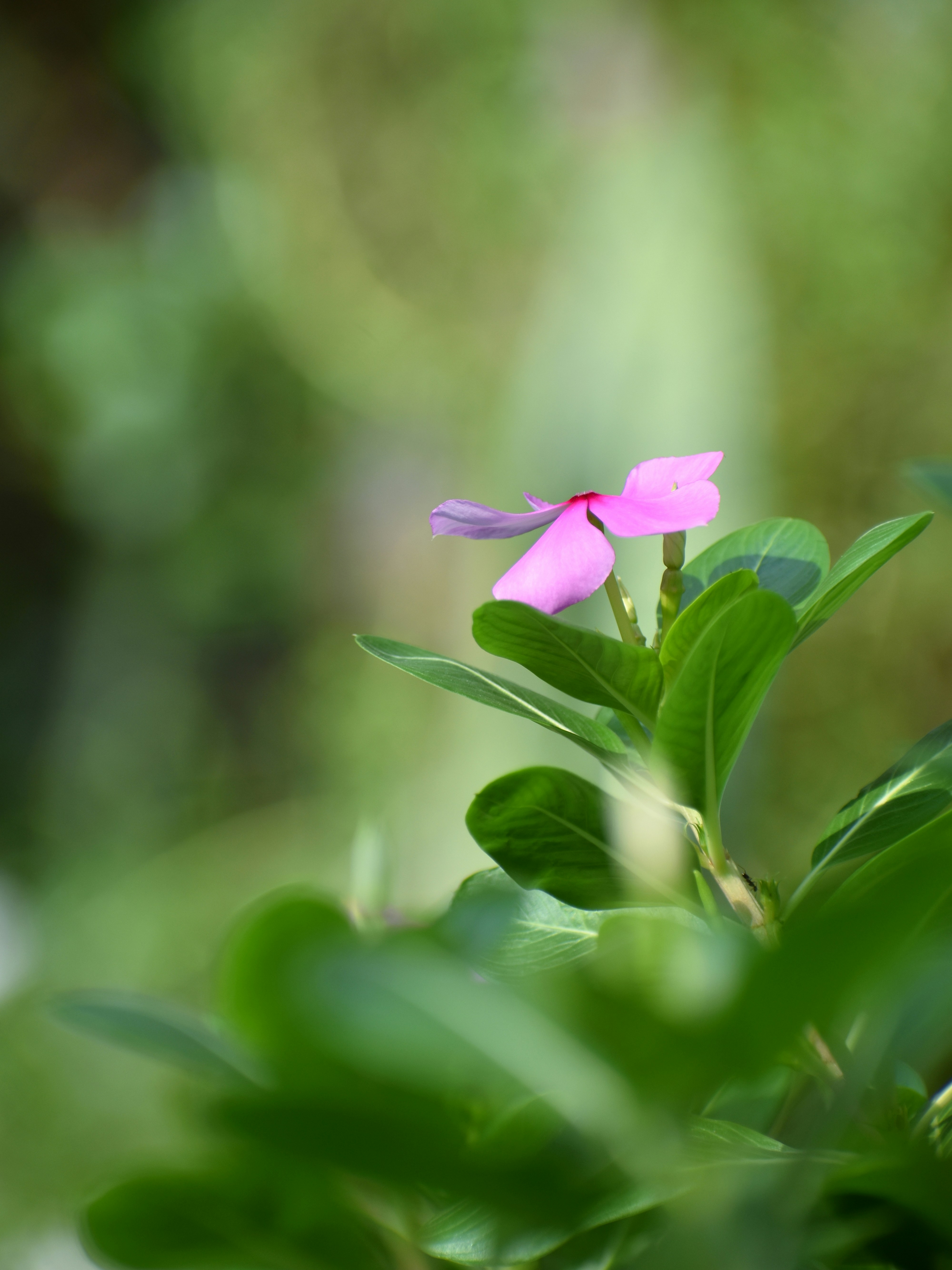 Soft-focused pink flower peeks above glossy leaves, set against a blurred natural background.