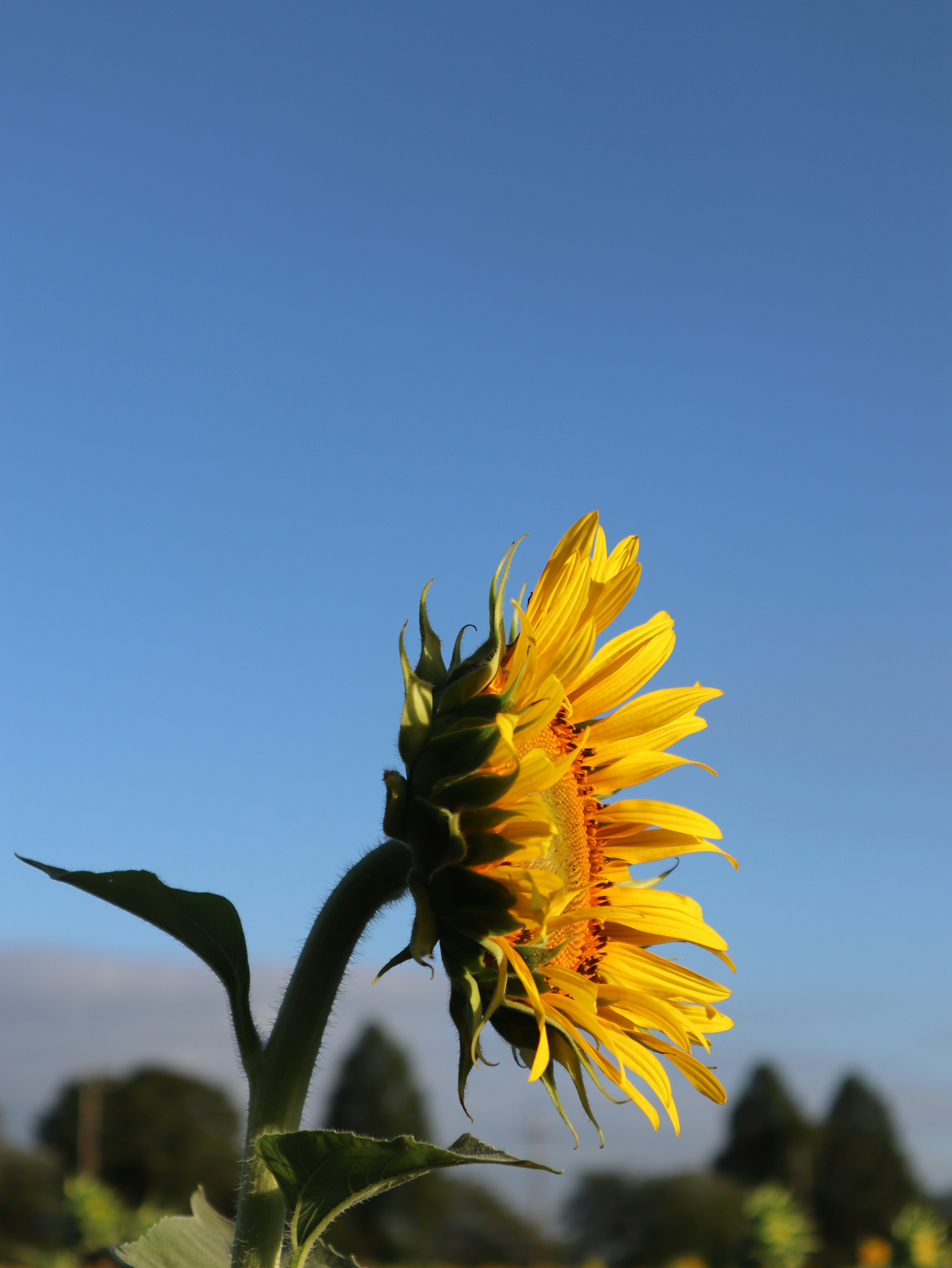 Sunlit Sunflower: Courageous Bloom Against a Clear Sky