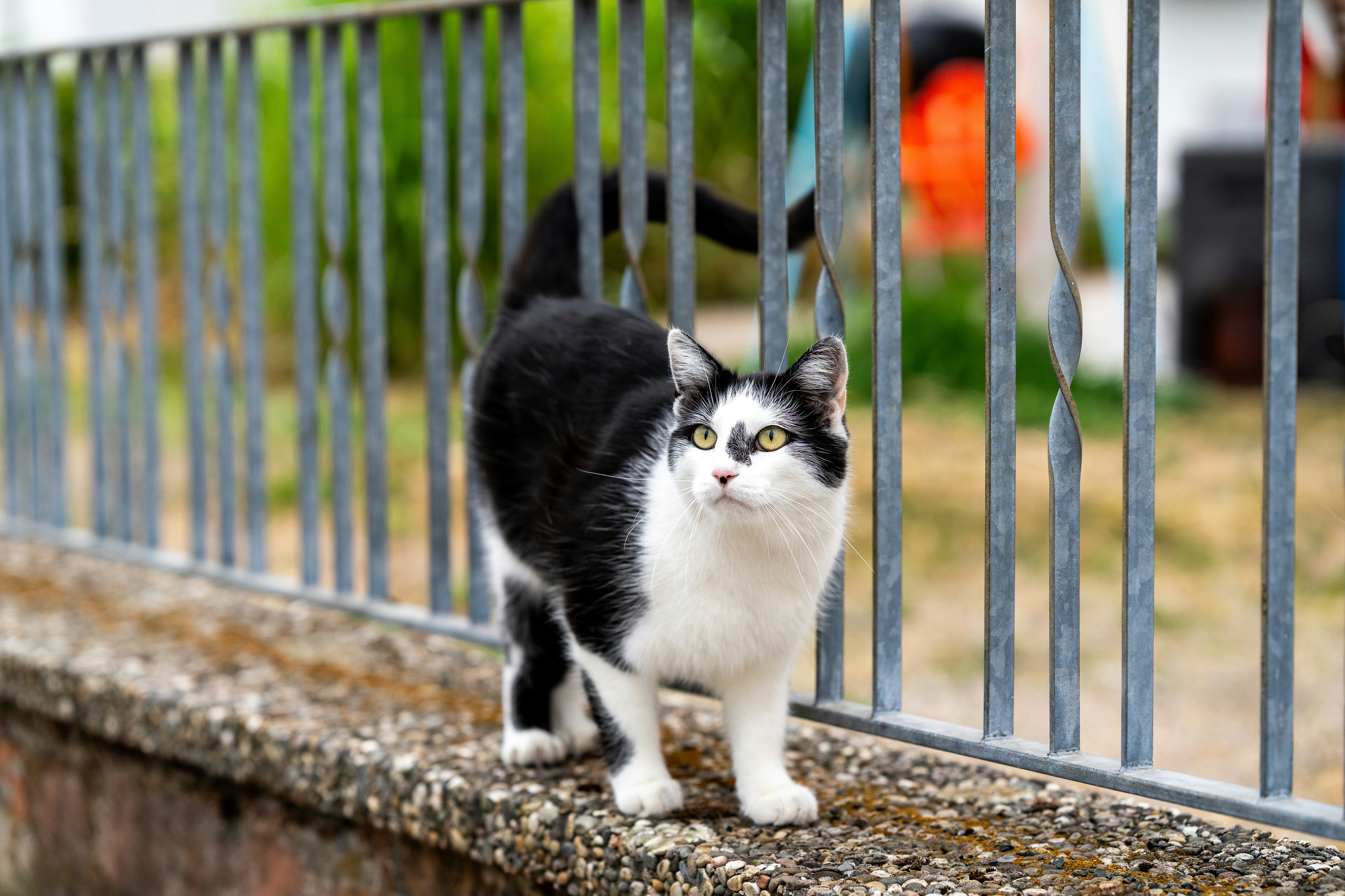Curious Cat at the Rail: A Snapshot from the Sidewalk
