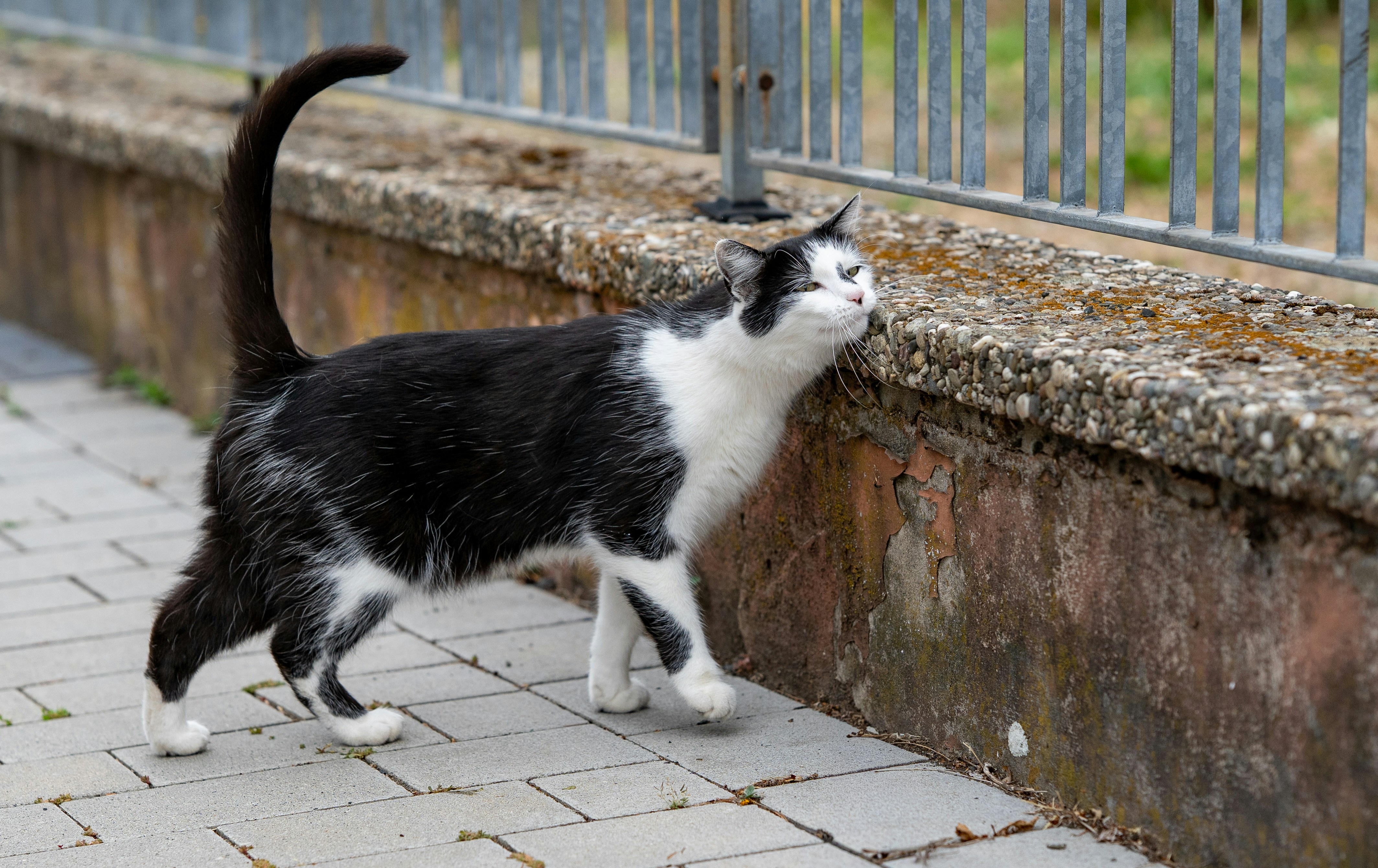 Curious Cat Investigates the Edge of the Platform