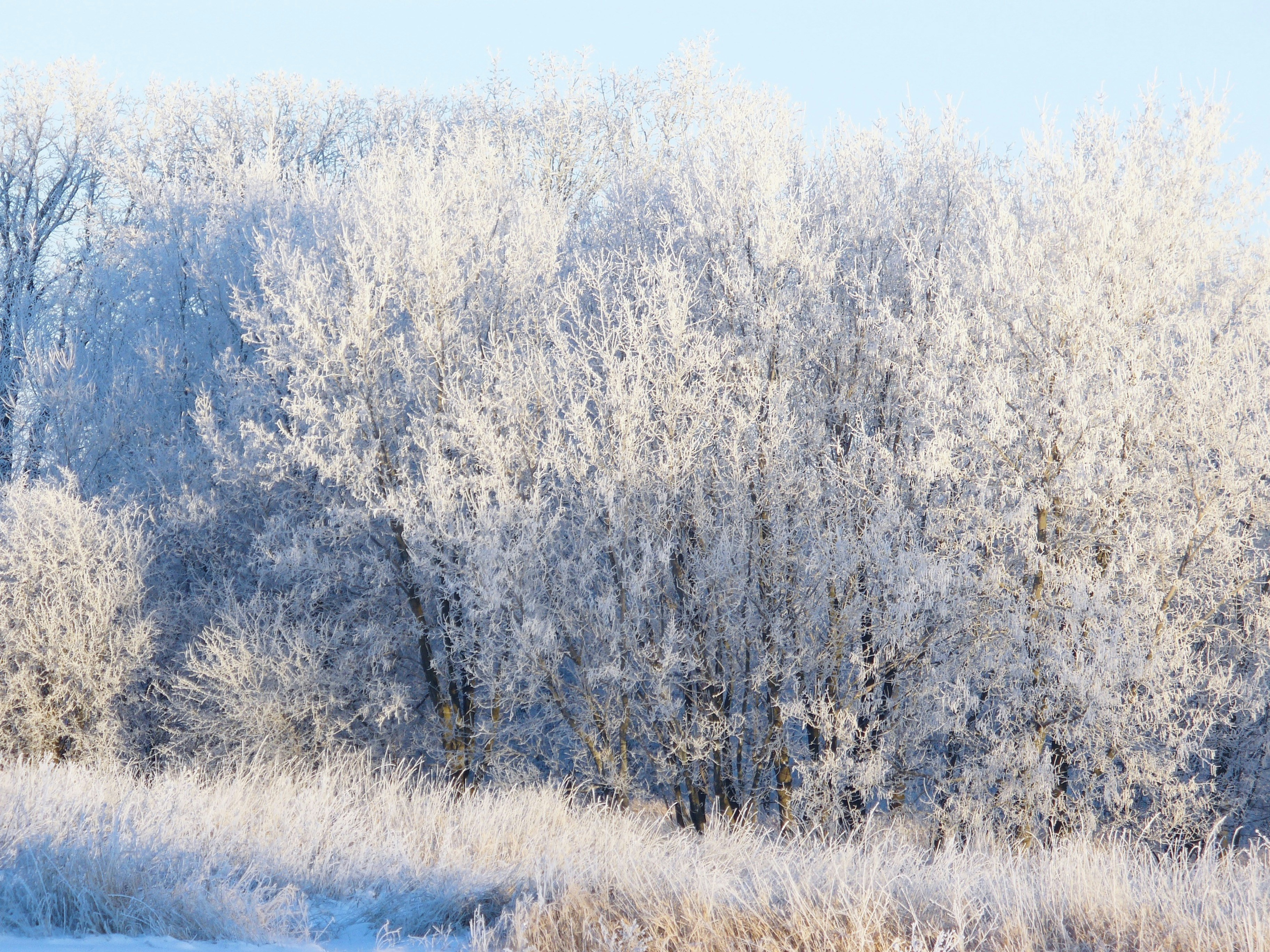 A scenic photograph taken on a cold, clear winter day, featuring trees and grasses completely covered in delicate, intricate hoarfrost. The central focus is a dense group of bare-branched trees and shrubs whose every twig and branch are coated in countless white ice crystals, appearing brilliant white against a very faint blue sky.