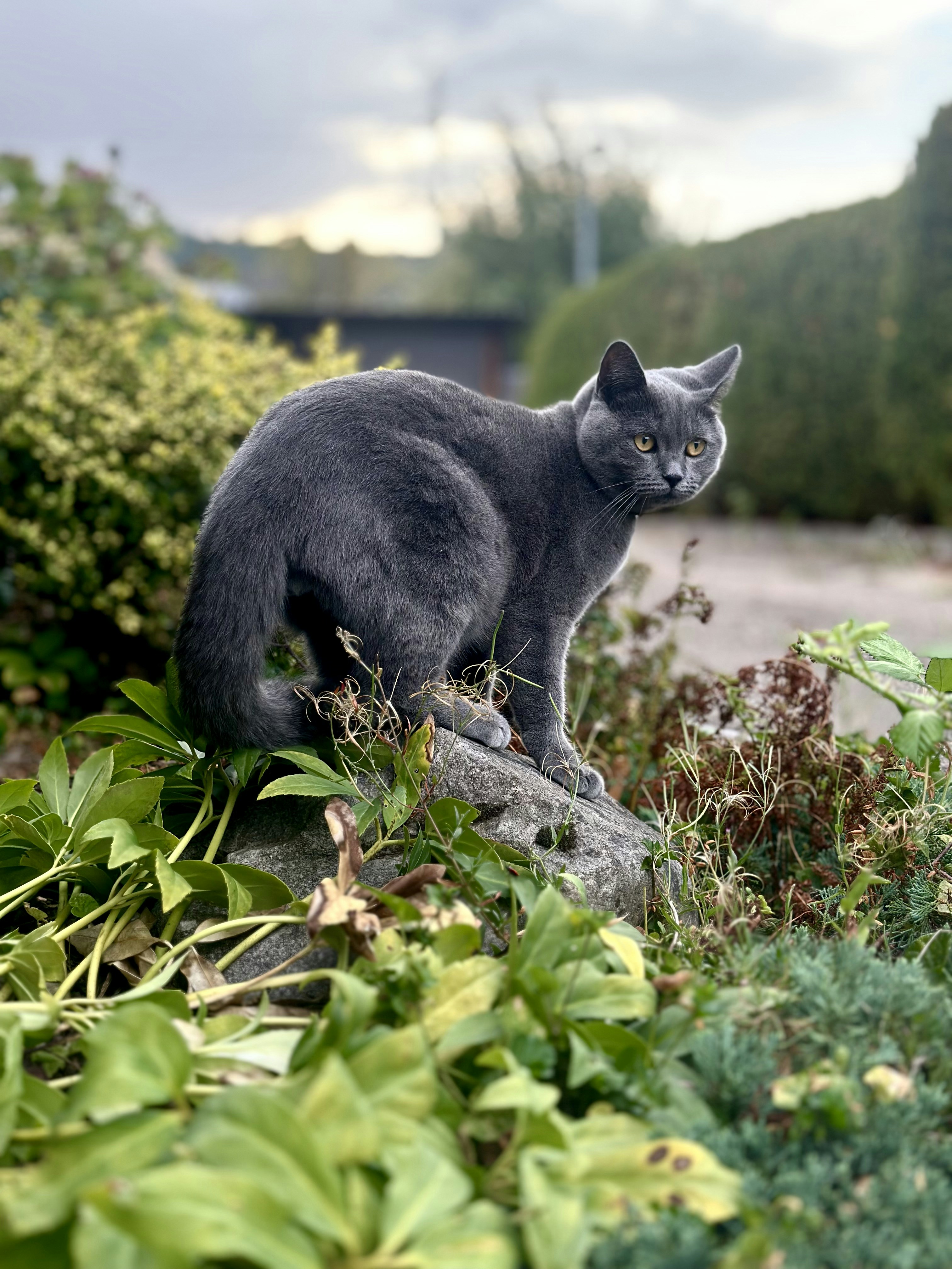 Grey cat perched on a rock amid garden foliage, eyes alert in soft outdoor light. A natural, candid moment captured in color.