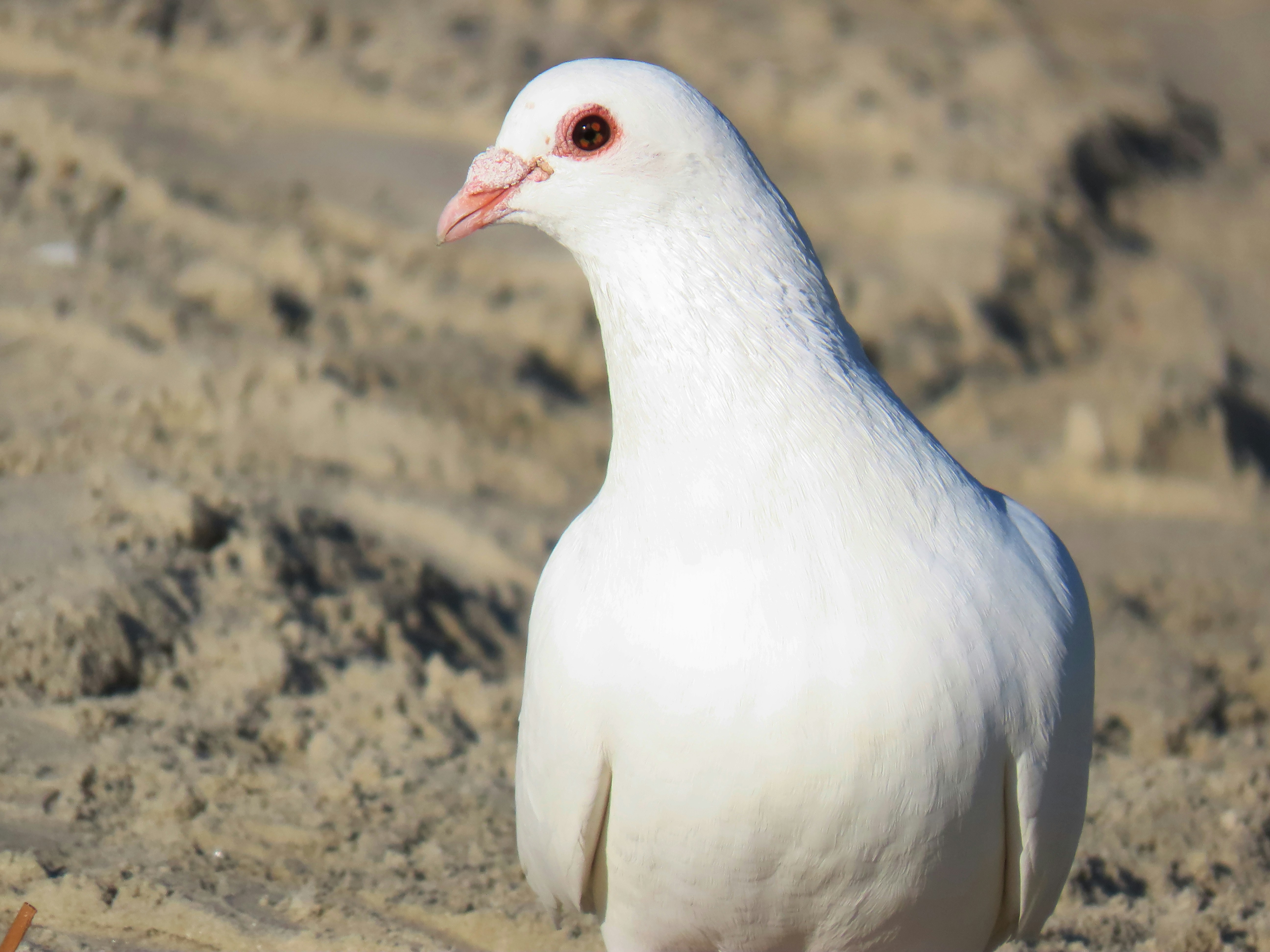 White Dove on sandy shore under calm light