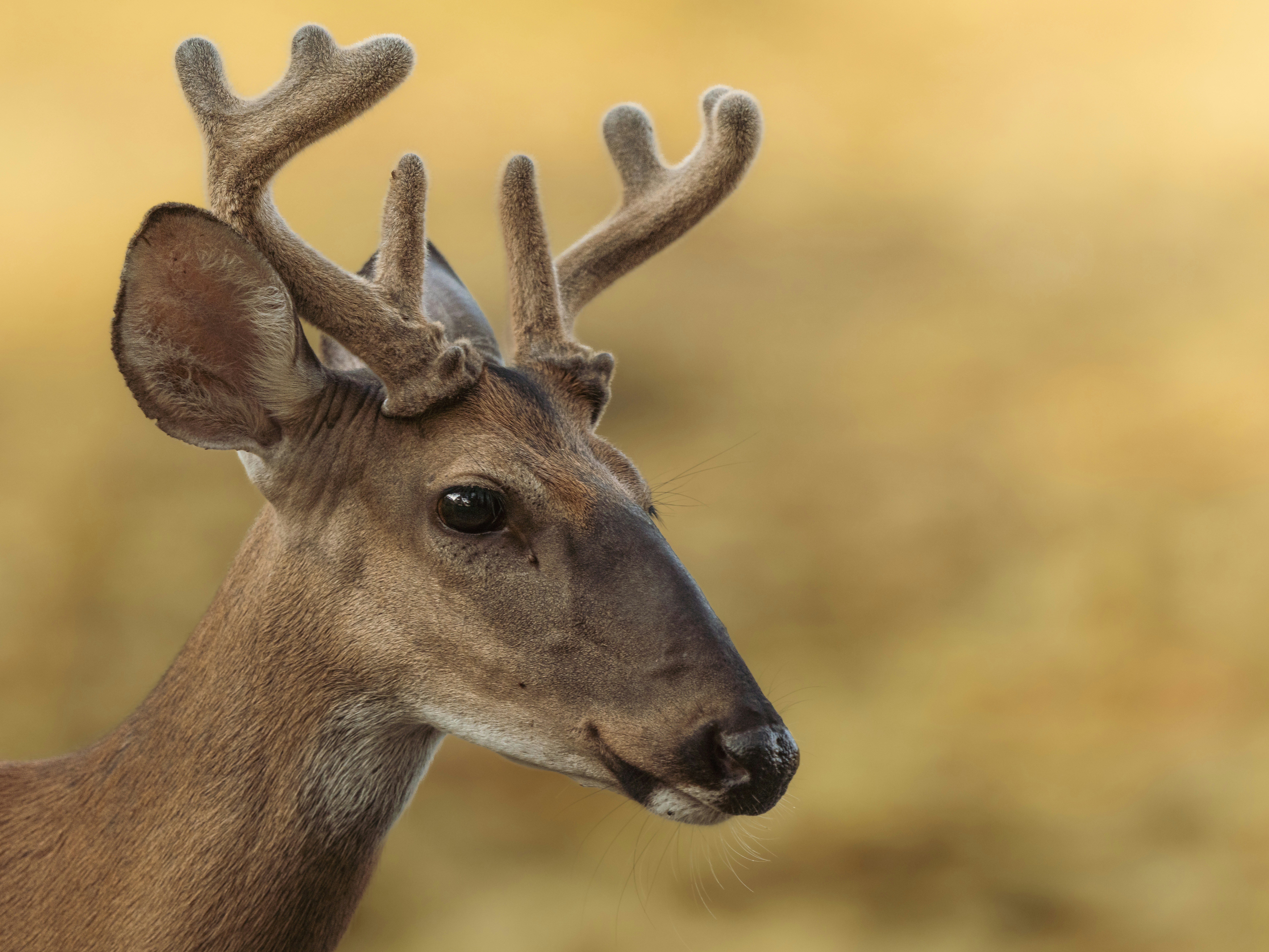 Close-up of a Spotted Velvet Deer in Warm Backlight
