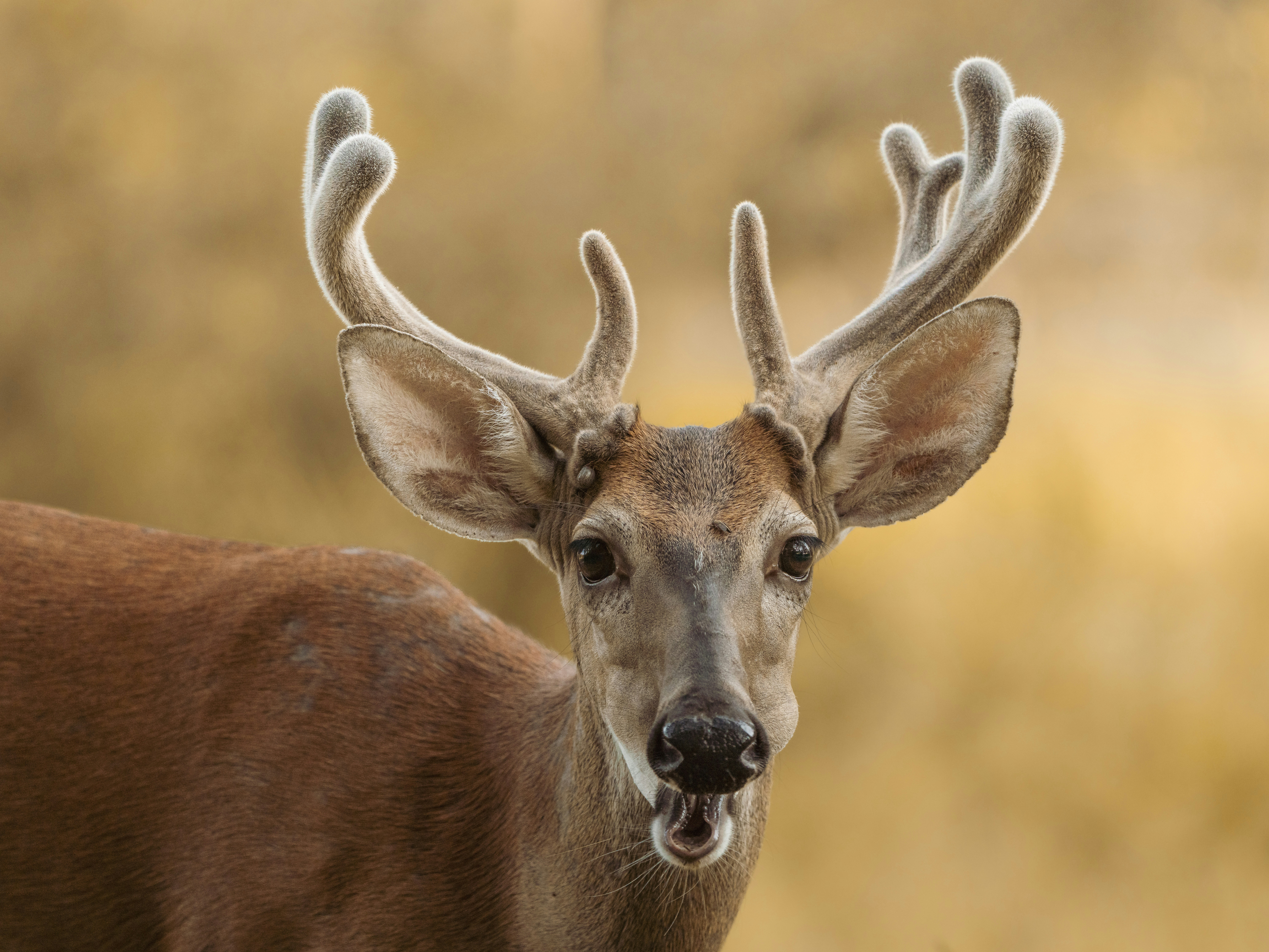 Velvet Antlers in Autumn Light