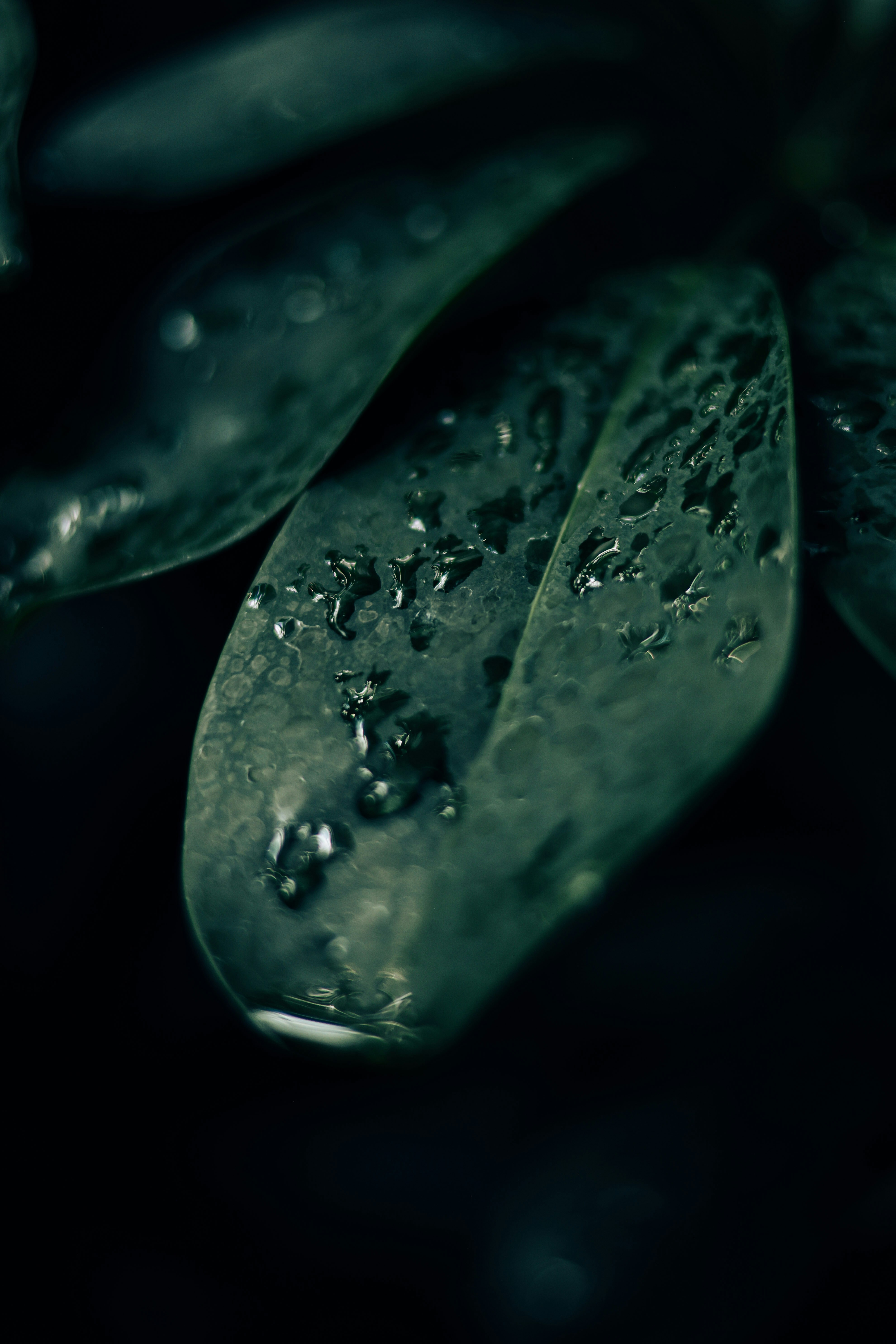 Dew-Kissed Leaf: Midnight Teal Close-Up