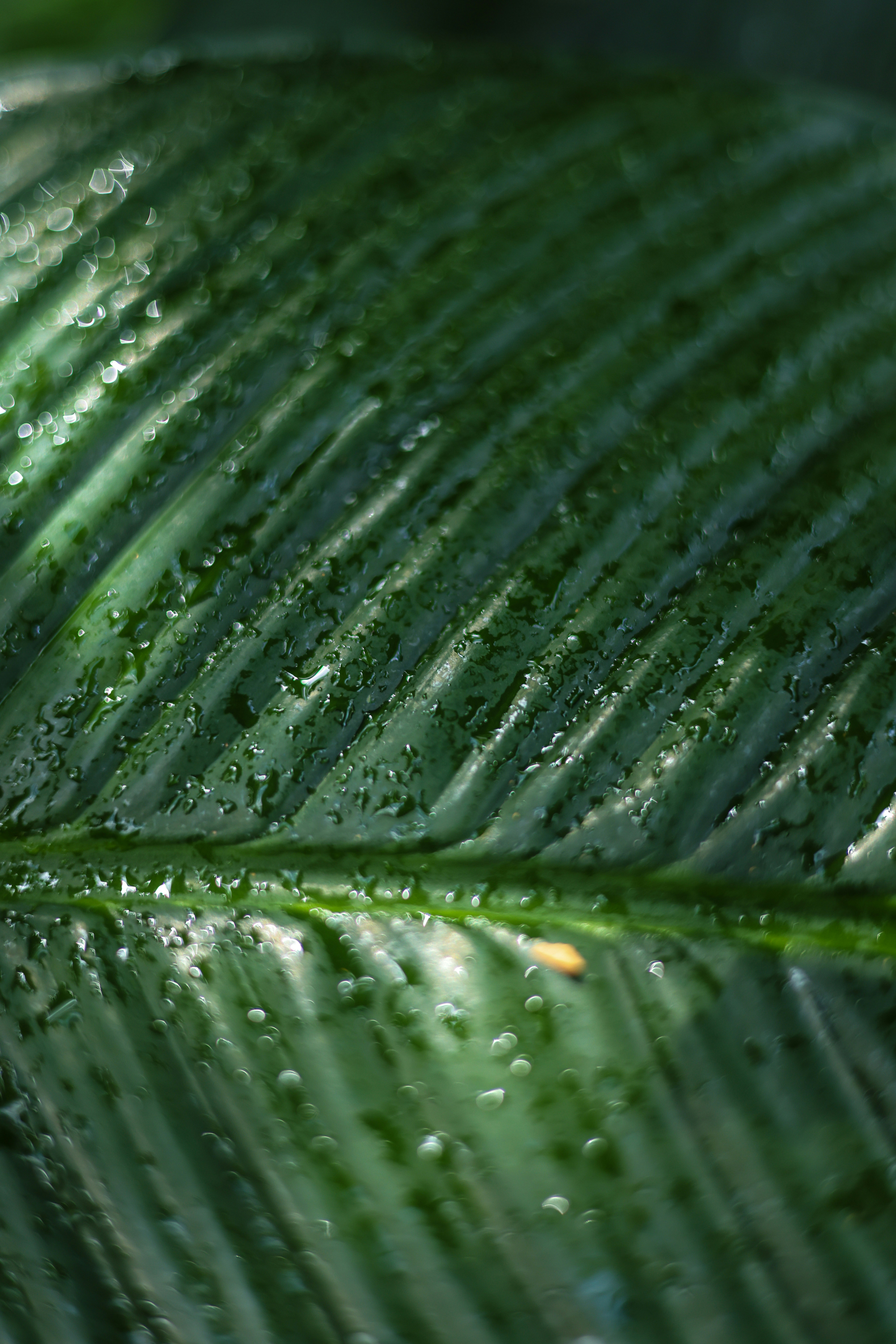 Close-up of Dew-Kissed Leaf Ridges in Rich Emerald