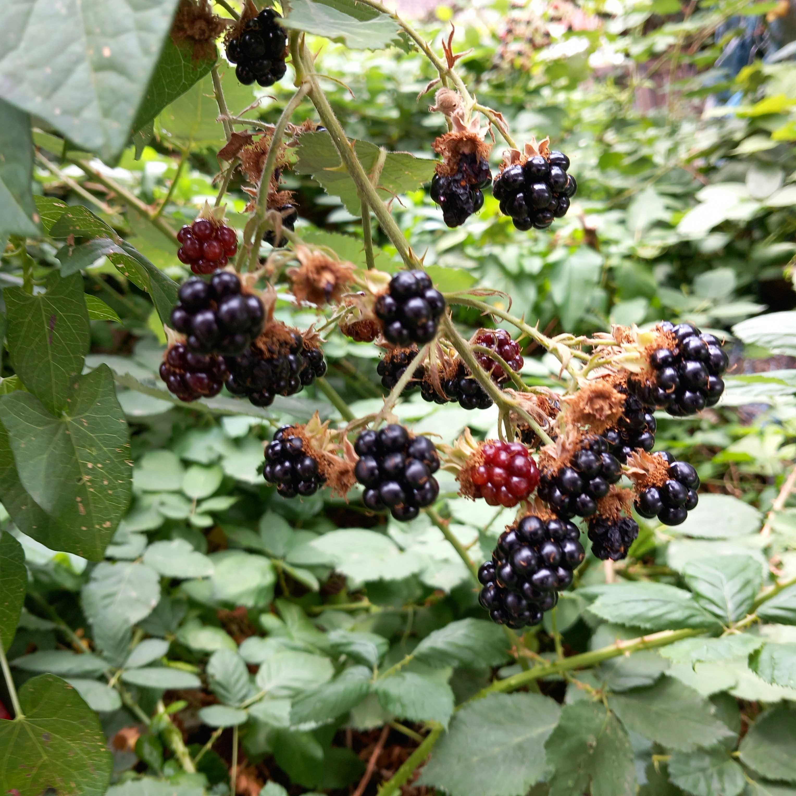 Cluster of ripe blackberries hanging among green leaves, framed by a sunlit garden backdrop.