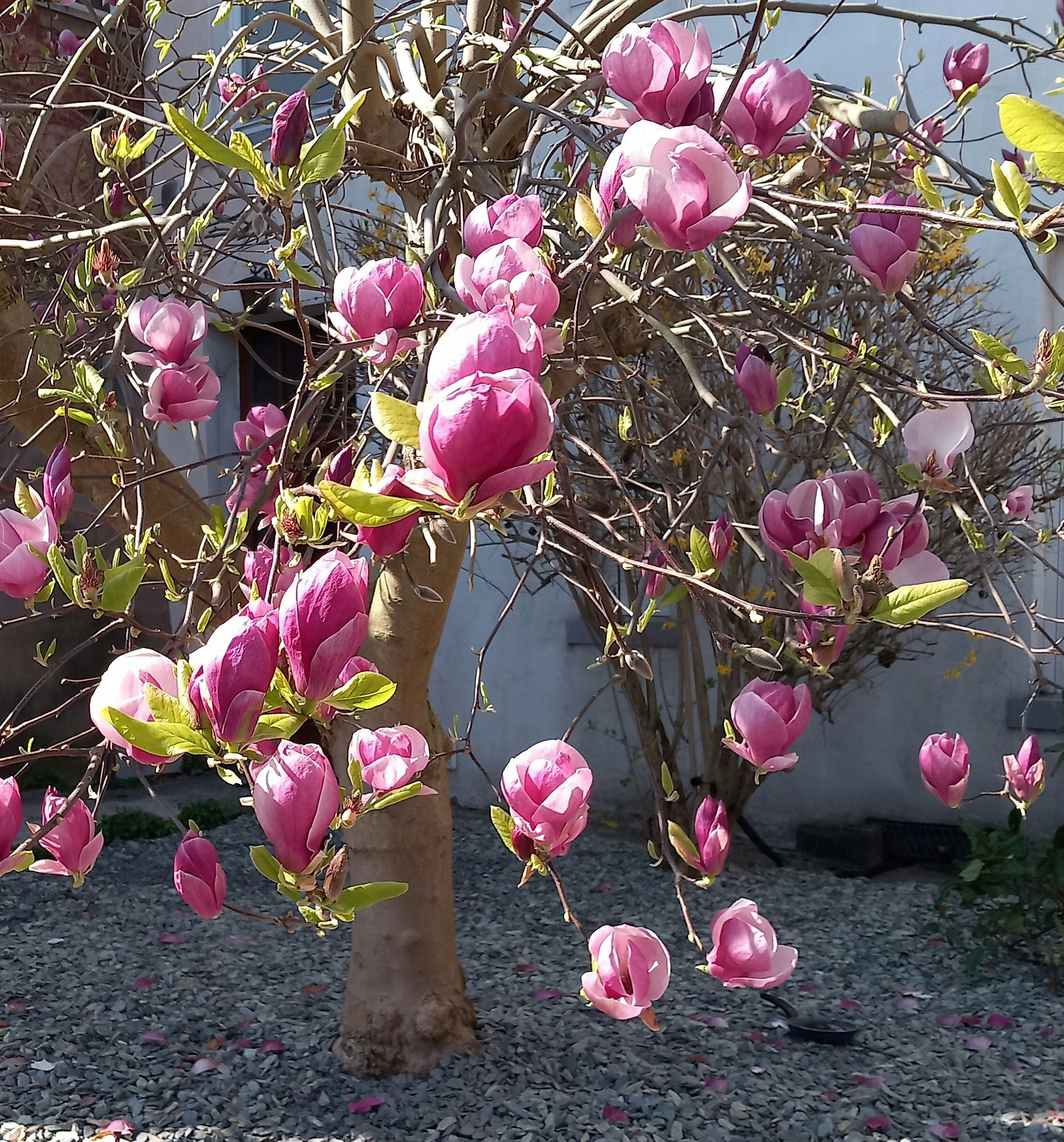 Pink Magnolia Cascade on a Sunny Backyard Branch