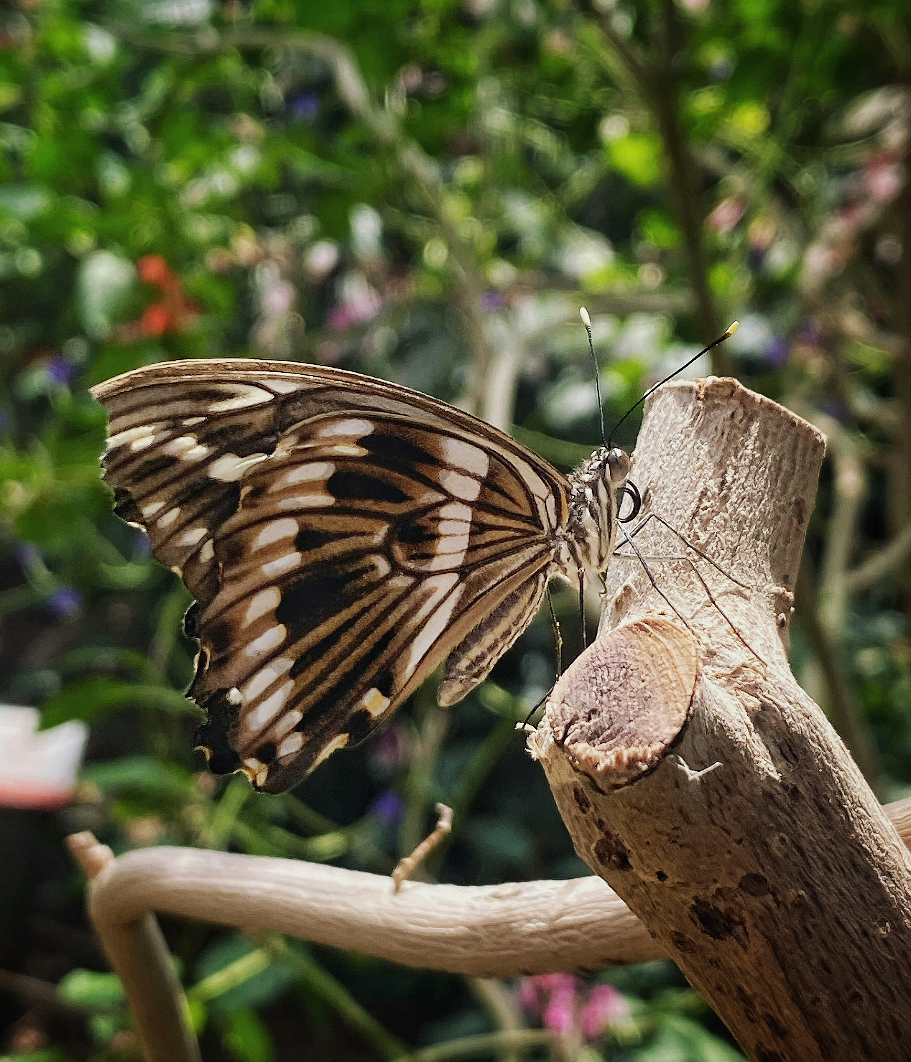 Close-up of a striped butterfly perched on a textured branch in a sunlit garden, with blurred green foliage in the background. (Photo is a naturalistic capture.)