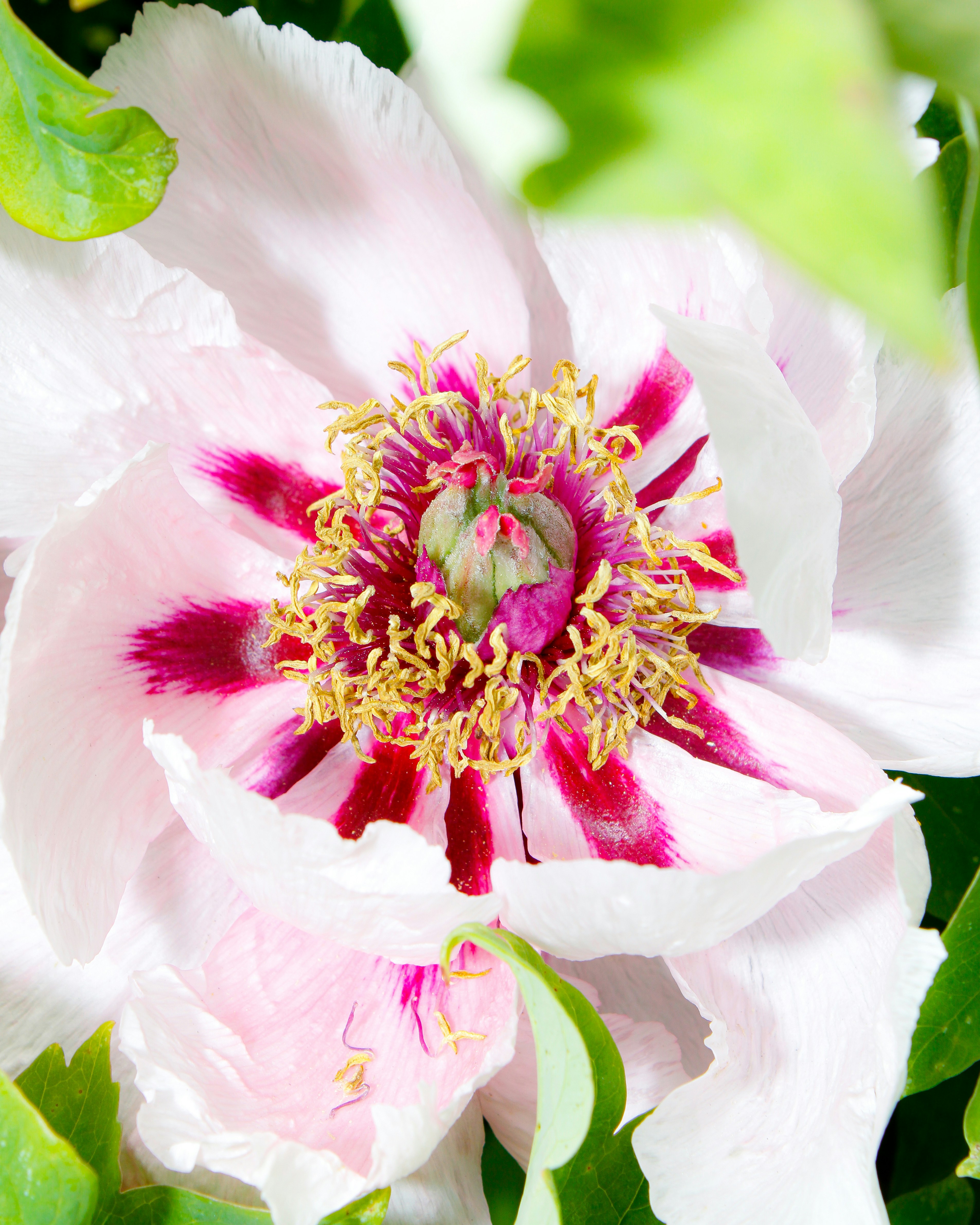 Blooming Center Stage: Pink Petal Heart of a Peony