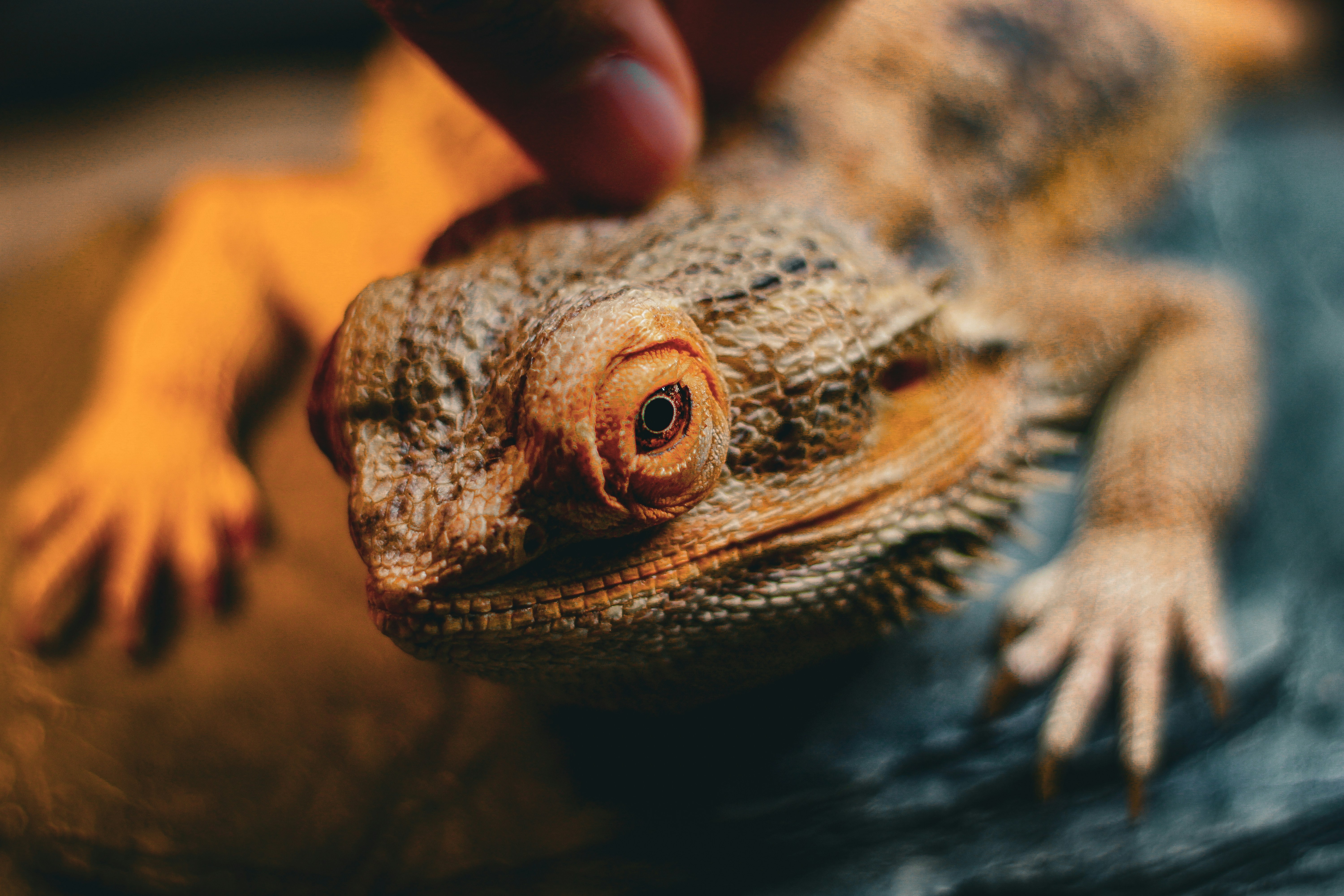 Close-Up of a Crested Gecko's Gaze under Warm Light