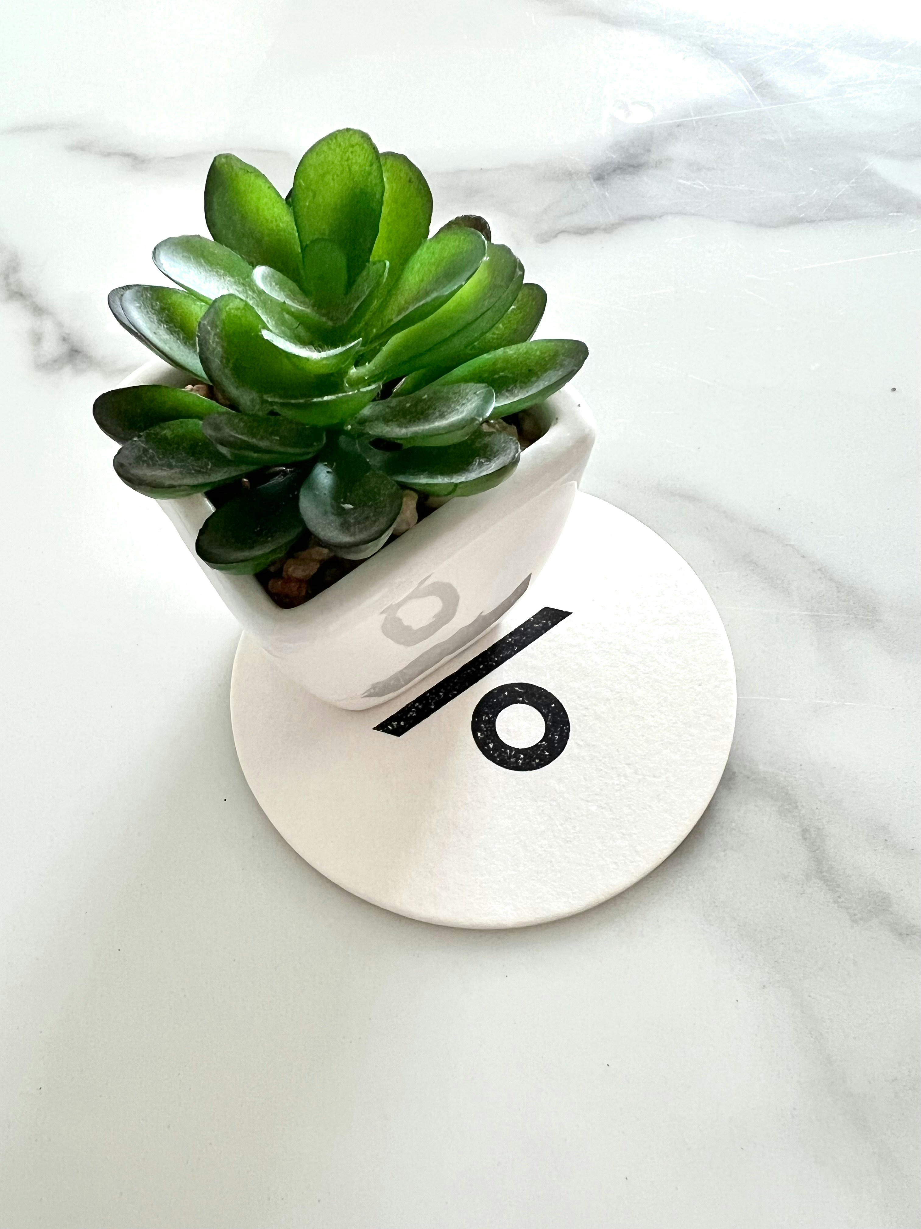 Tiny Green Geometry: A Succulent on a Minimal Coaster