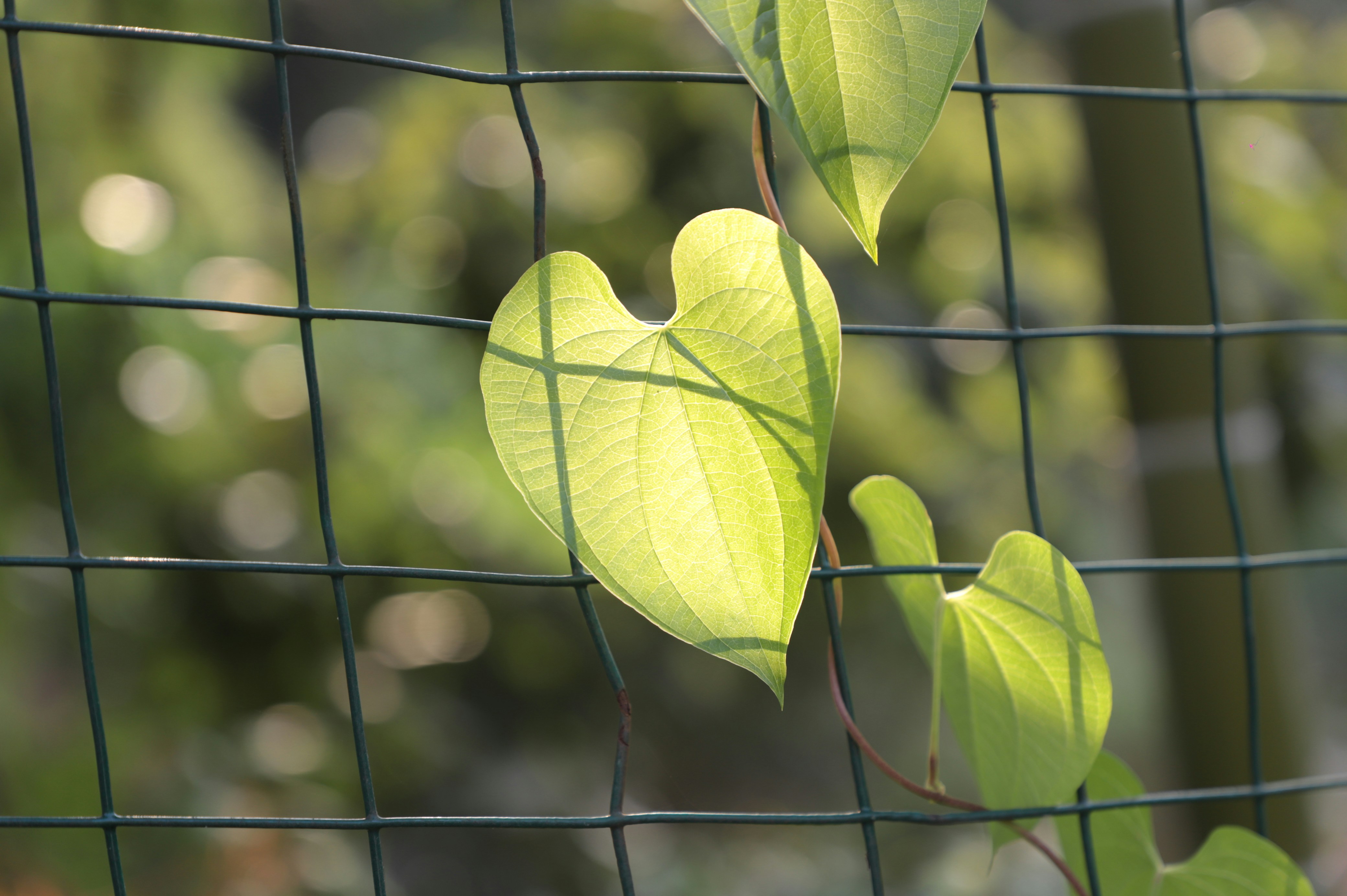 Sunlit Heart: Vines Tracing a Quiet Fence