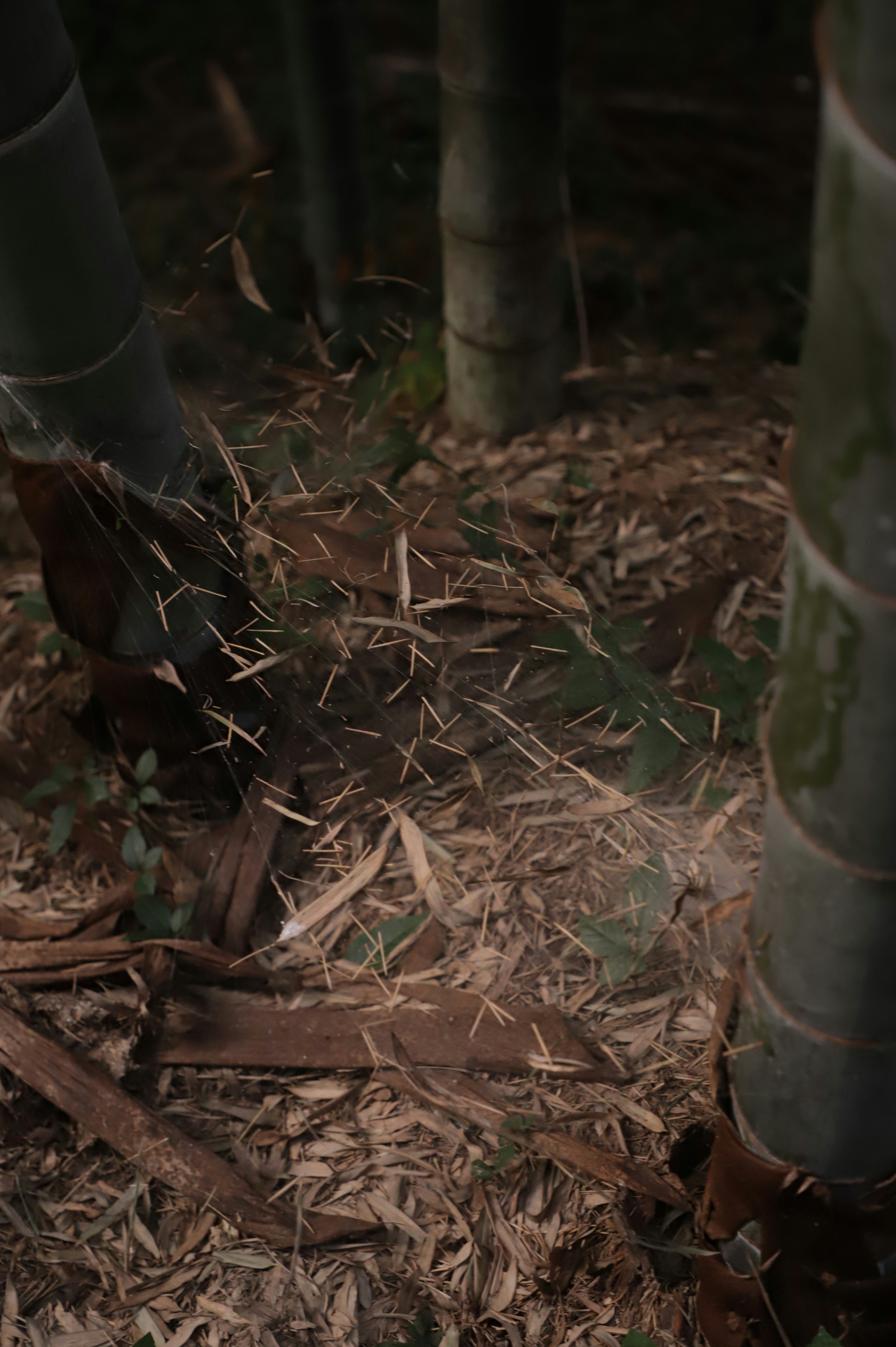 Low Glade Among Bamboo: Fallen Leaves and Narrow Trunk Corridors