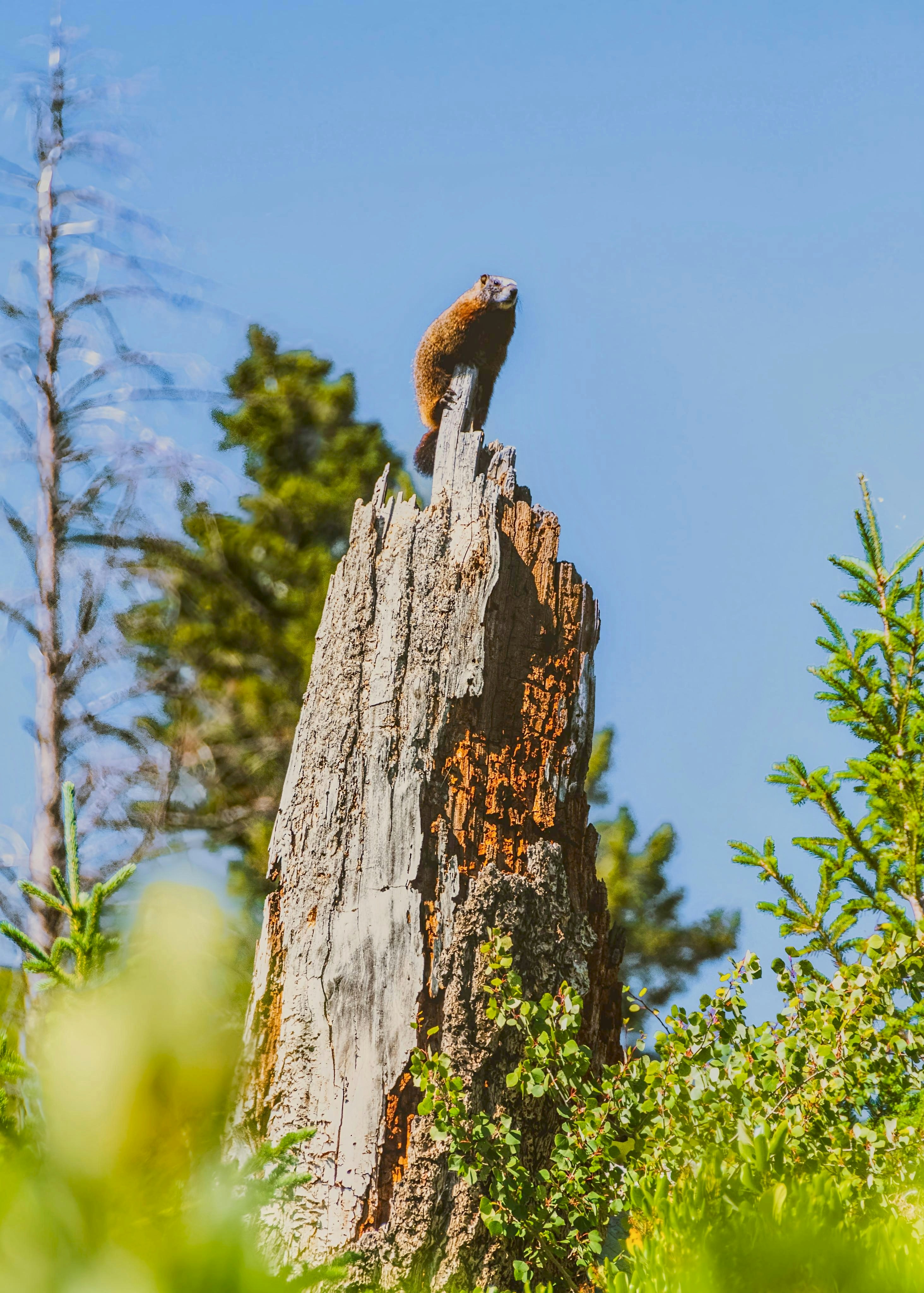 Lone Sentry: A Squirrel Perched on Weathered Sentinel