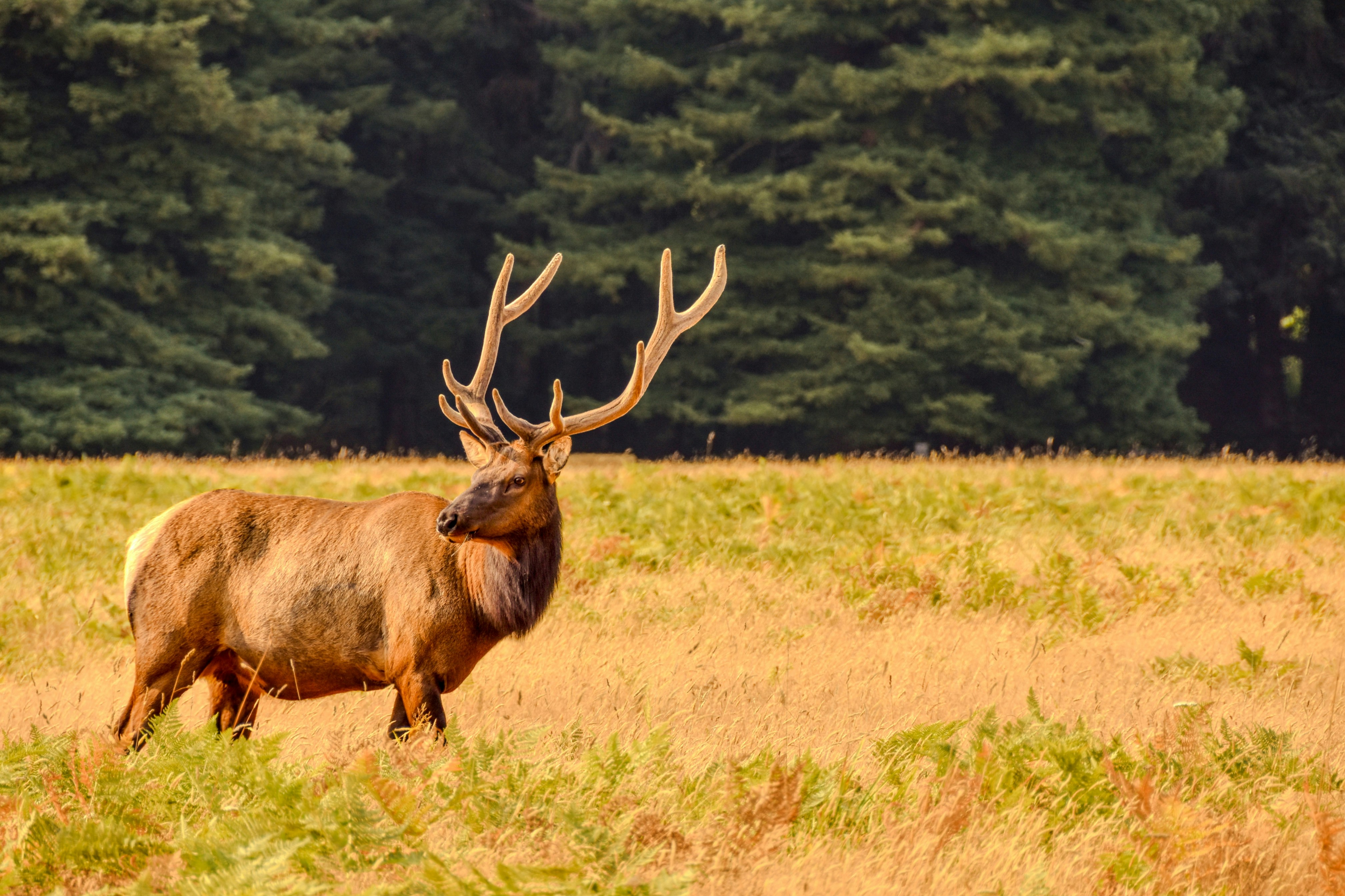 Stag in a sunlit meadow at the edge of the forest