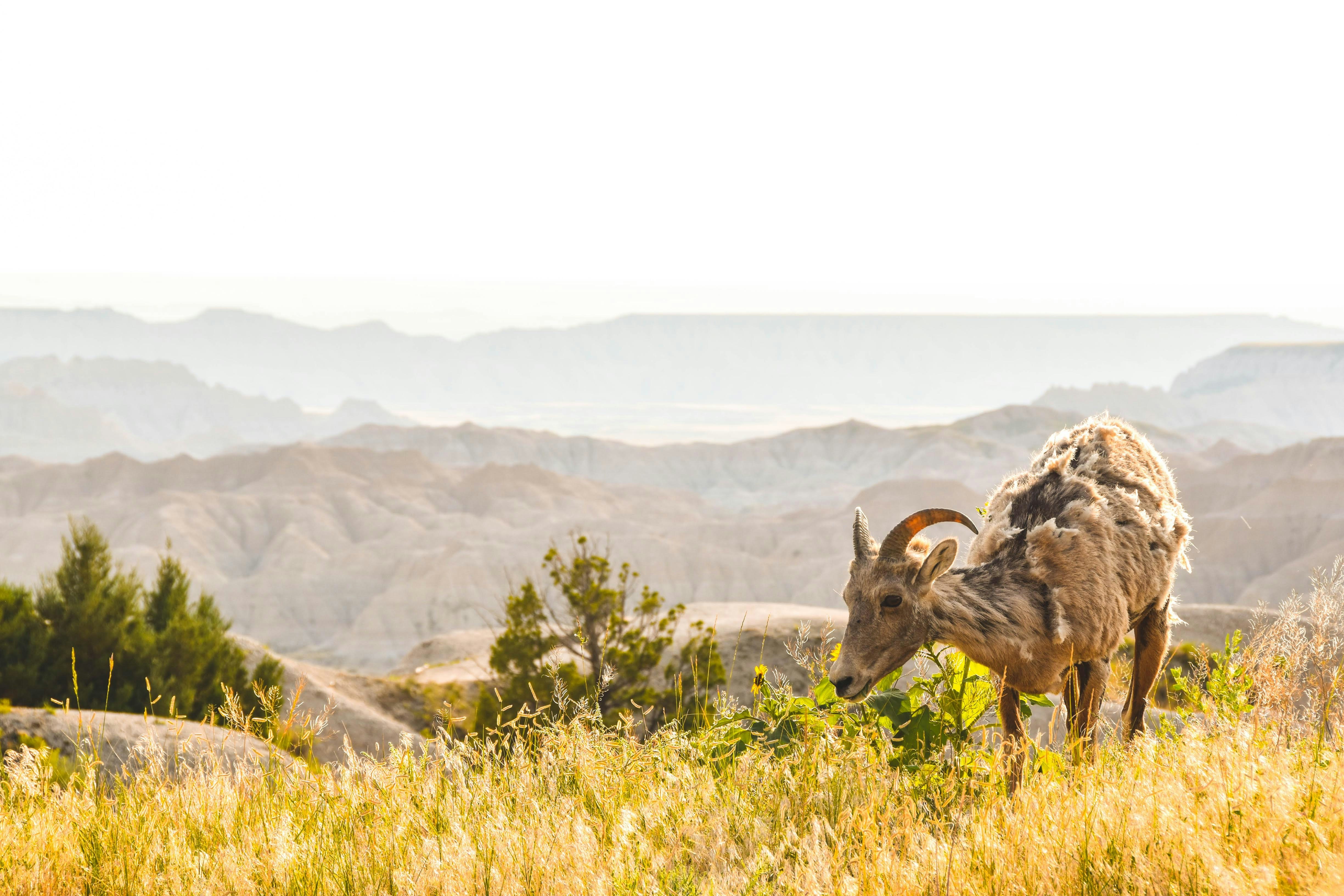 Gentle Graze at the Edge of the Canyon Grass