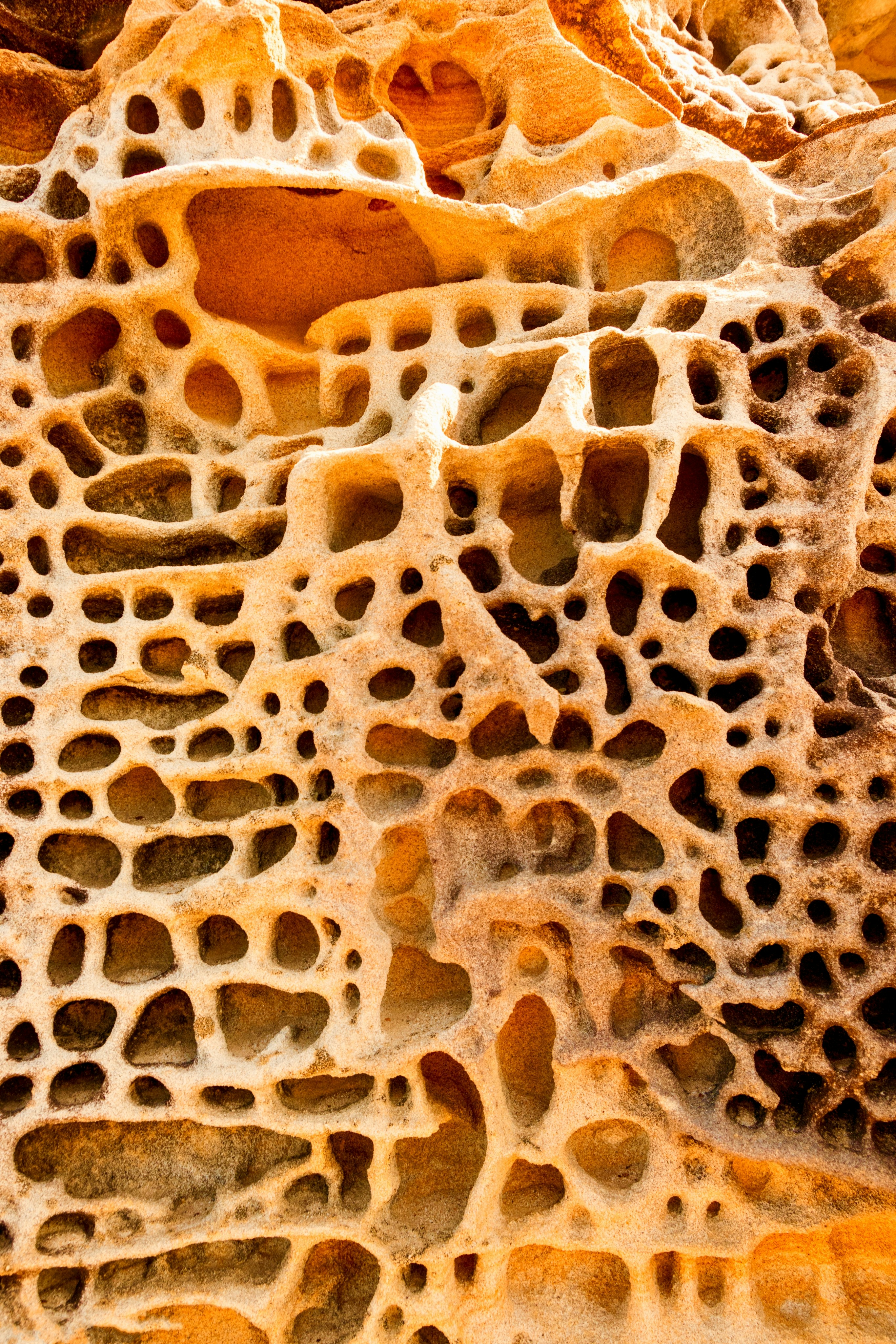 Honeycomb Erosion: A Canyon of Porous Stone Textures