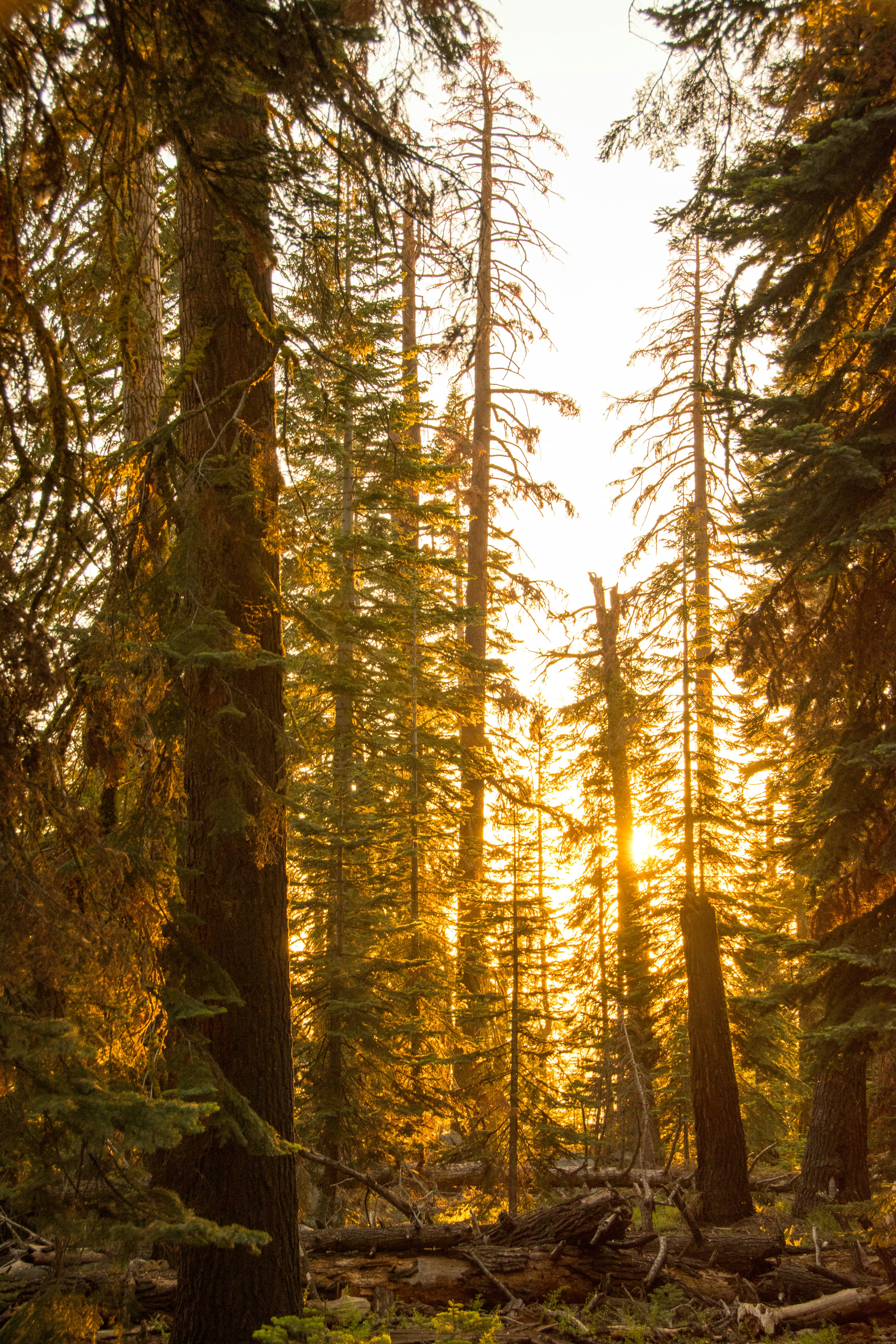 Golden Hour Sentinel: Sunlit Pines in a Quiet Forest