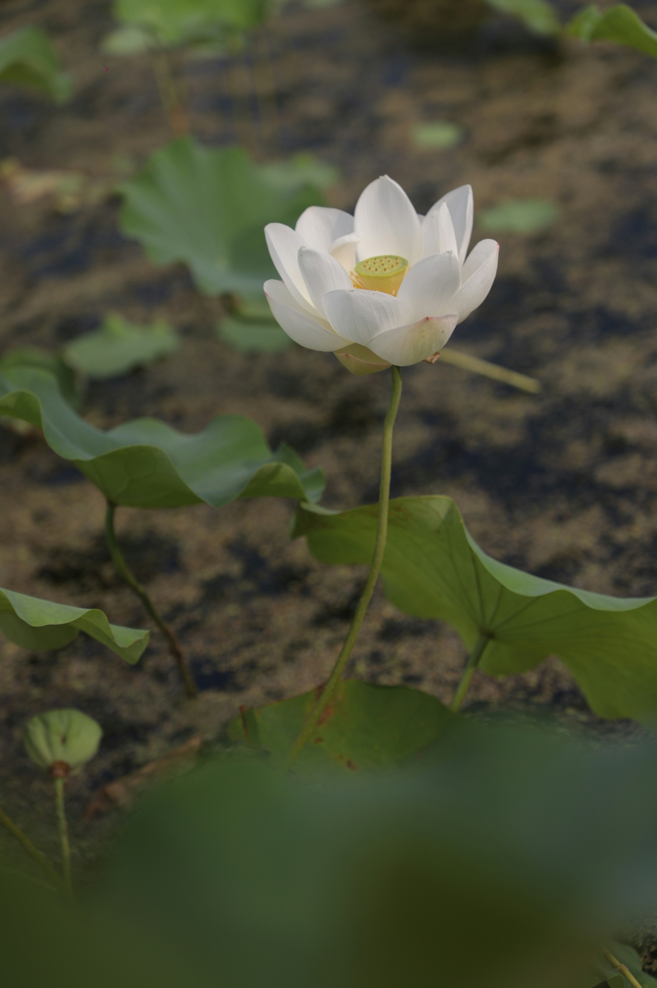 Lotus Bloom Above Quiet Pond