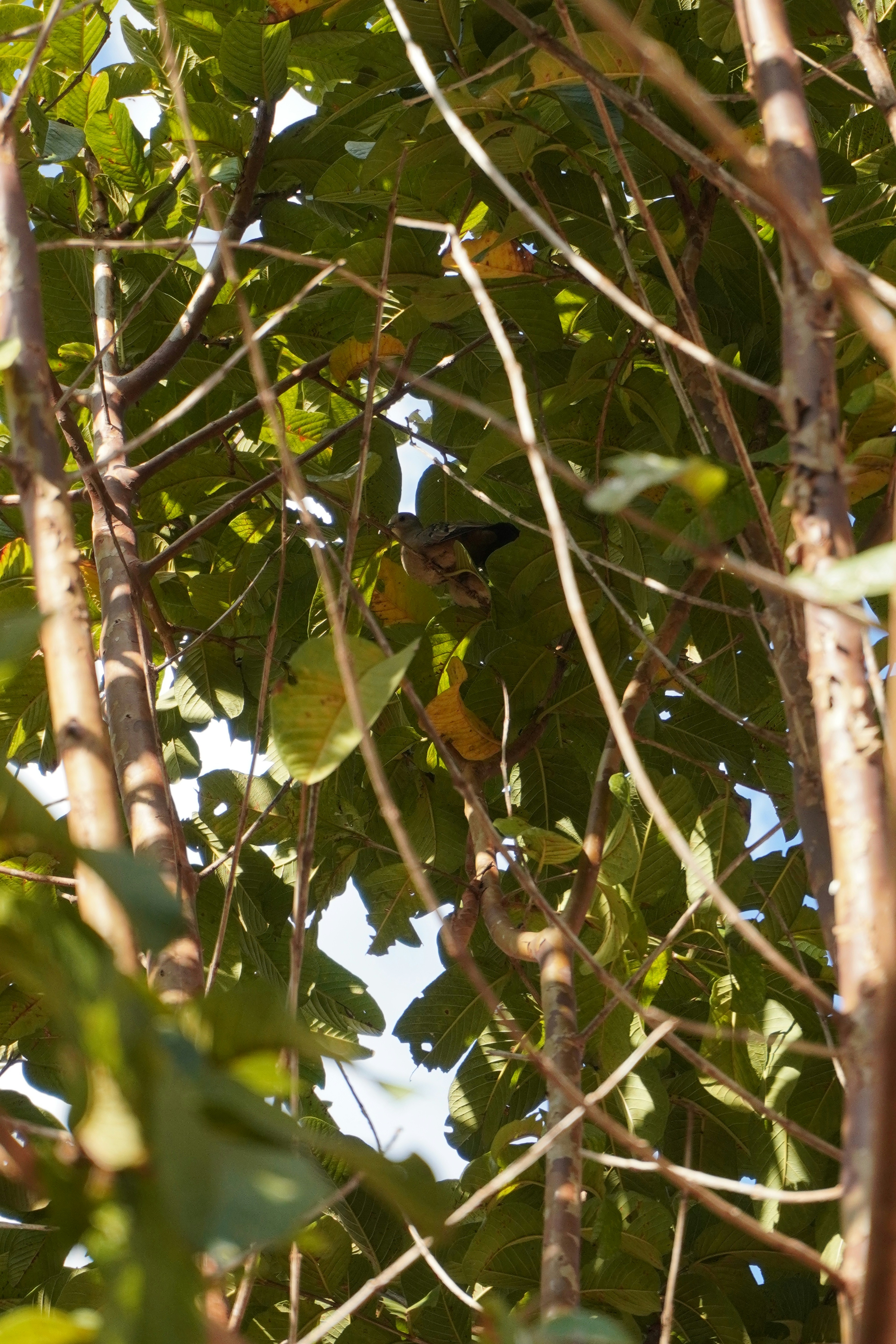 Hidden Songbird in a Tangle of Green