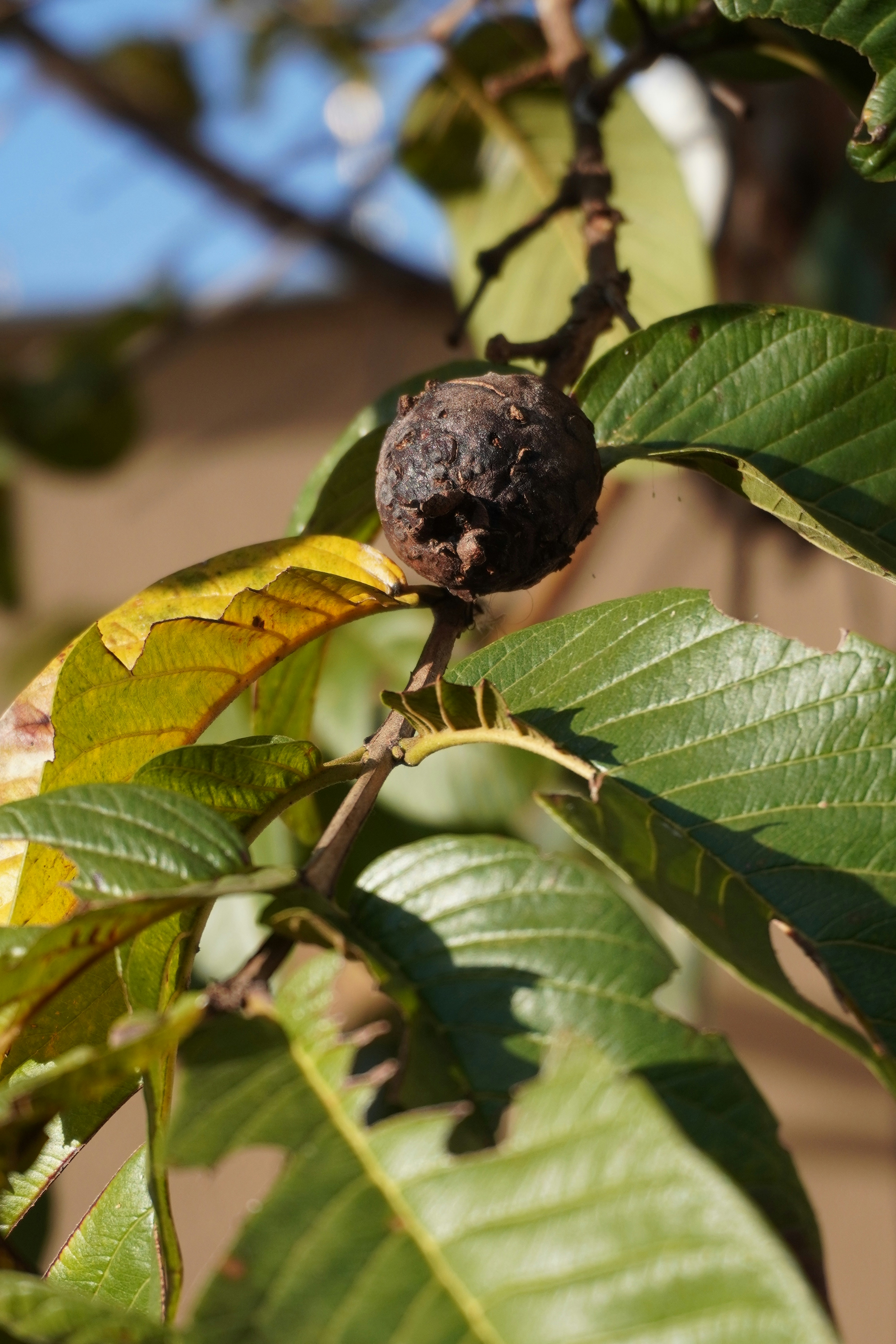 Withered Fruit on a Branch: A Quiet Corner of the Orchard