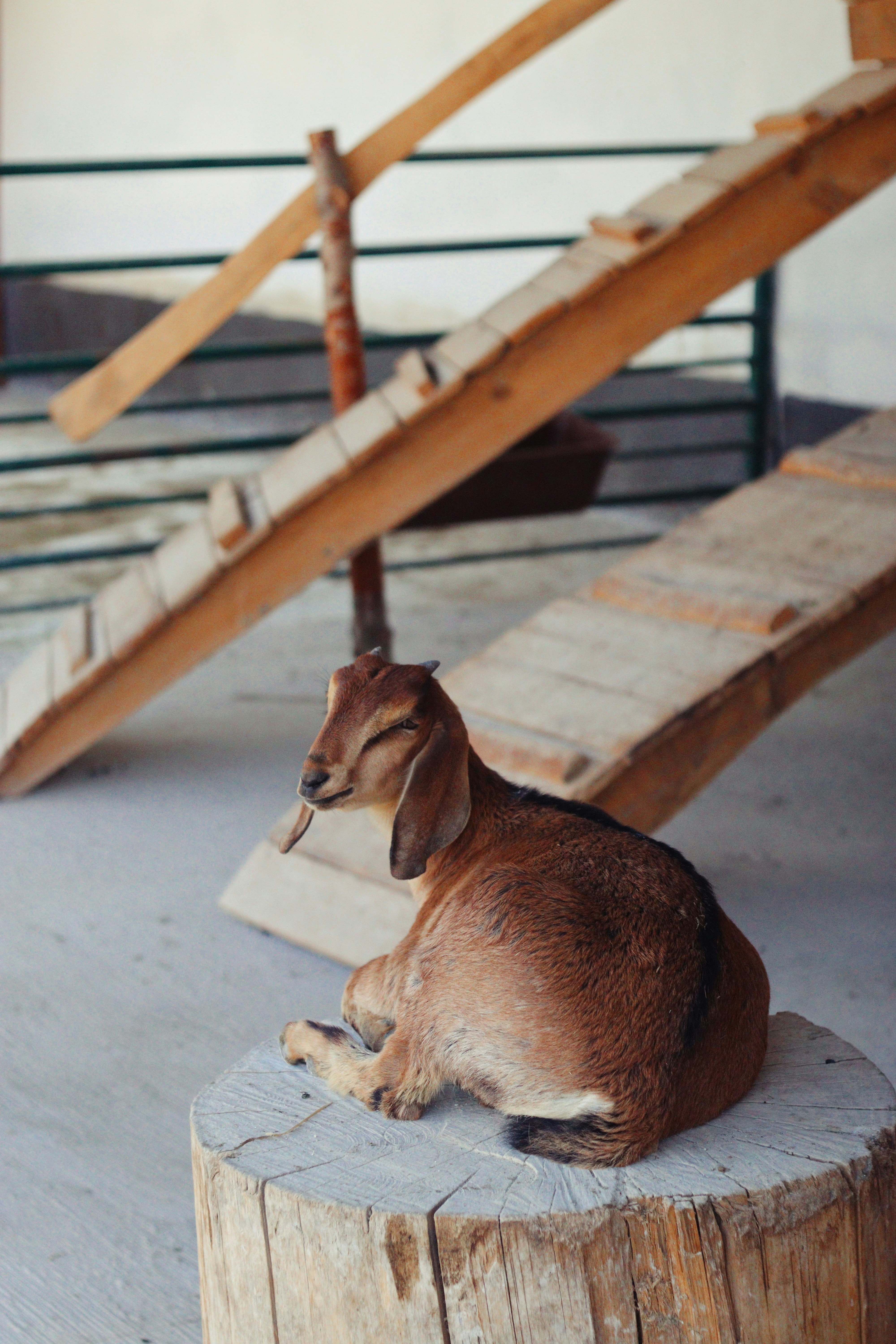 Goat on a Weathered Log: Calm Amid Unfinished Timberstairs