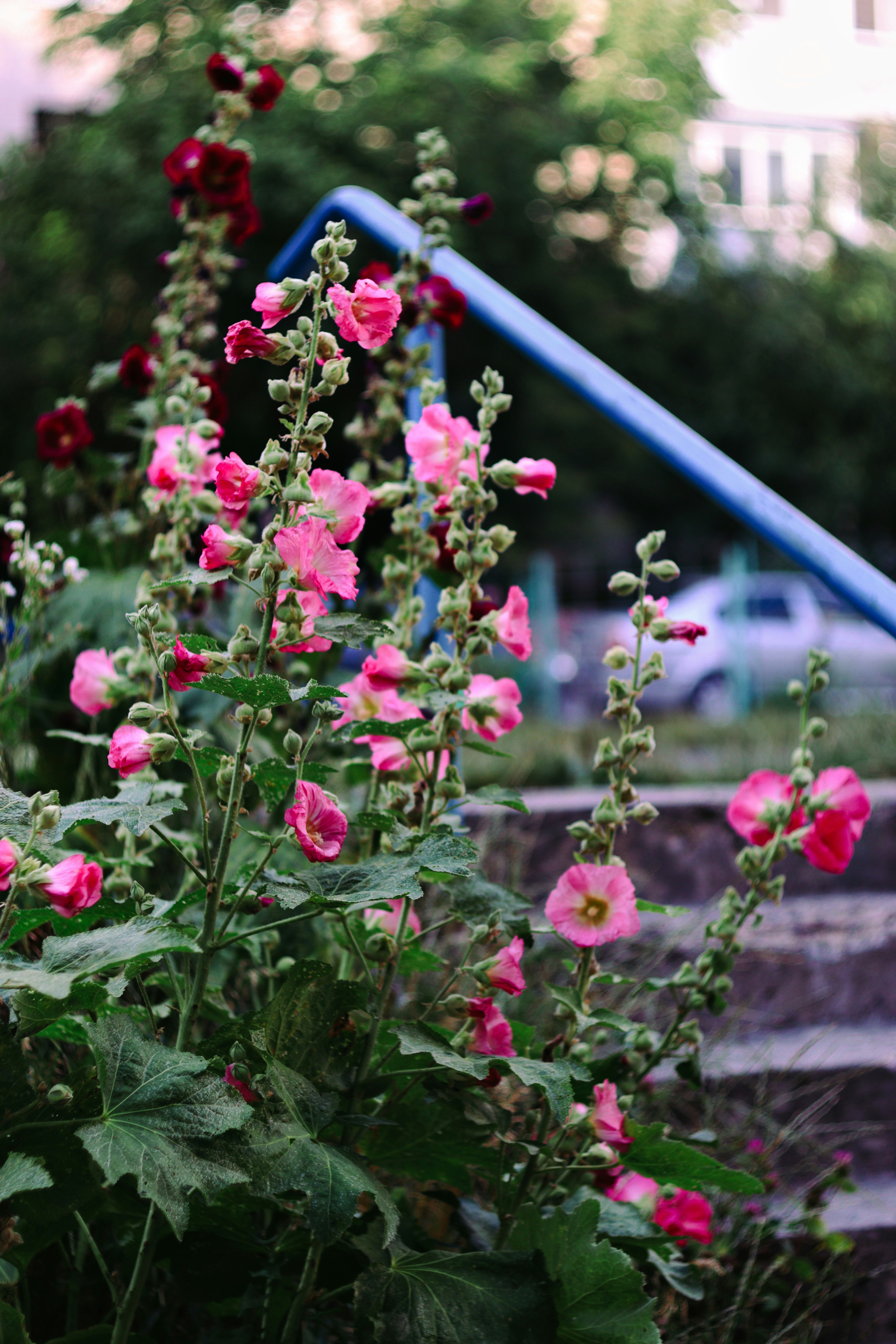 Pink hollyhocks bloom against a blurred urban backdrop
