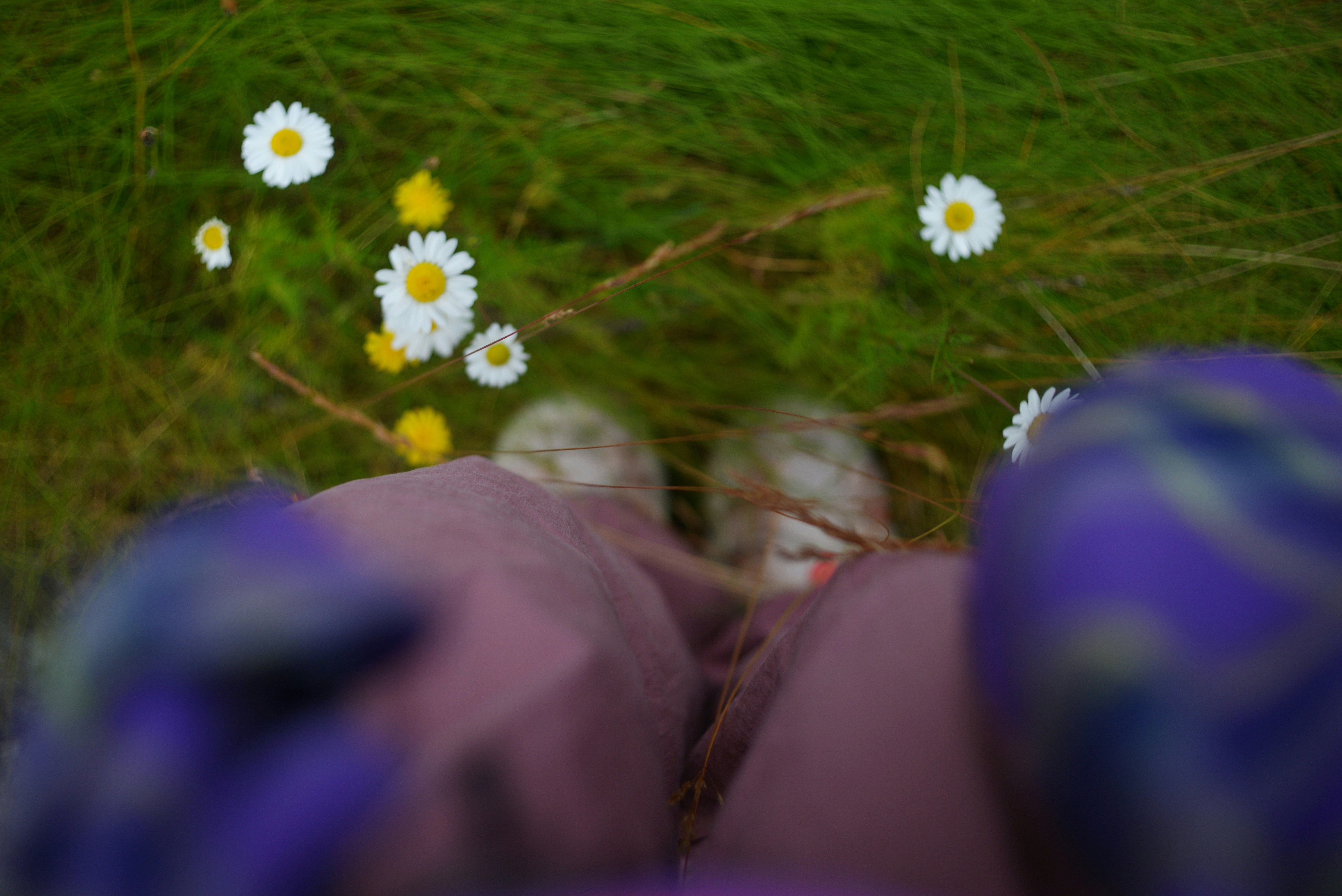 Daisies under Footwear: A Ground-Level View into a Quiet Meadow